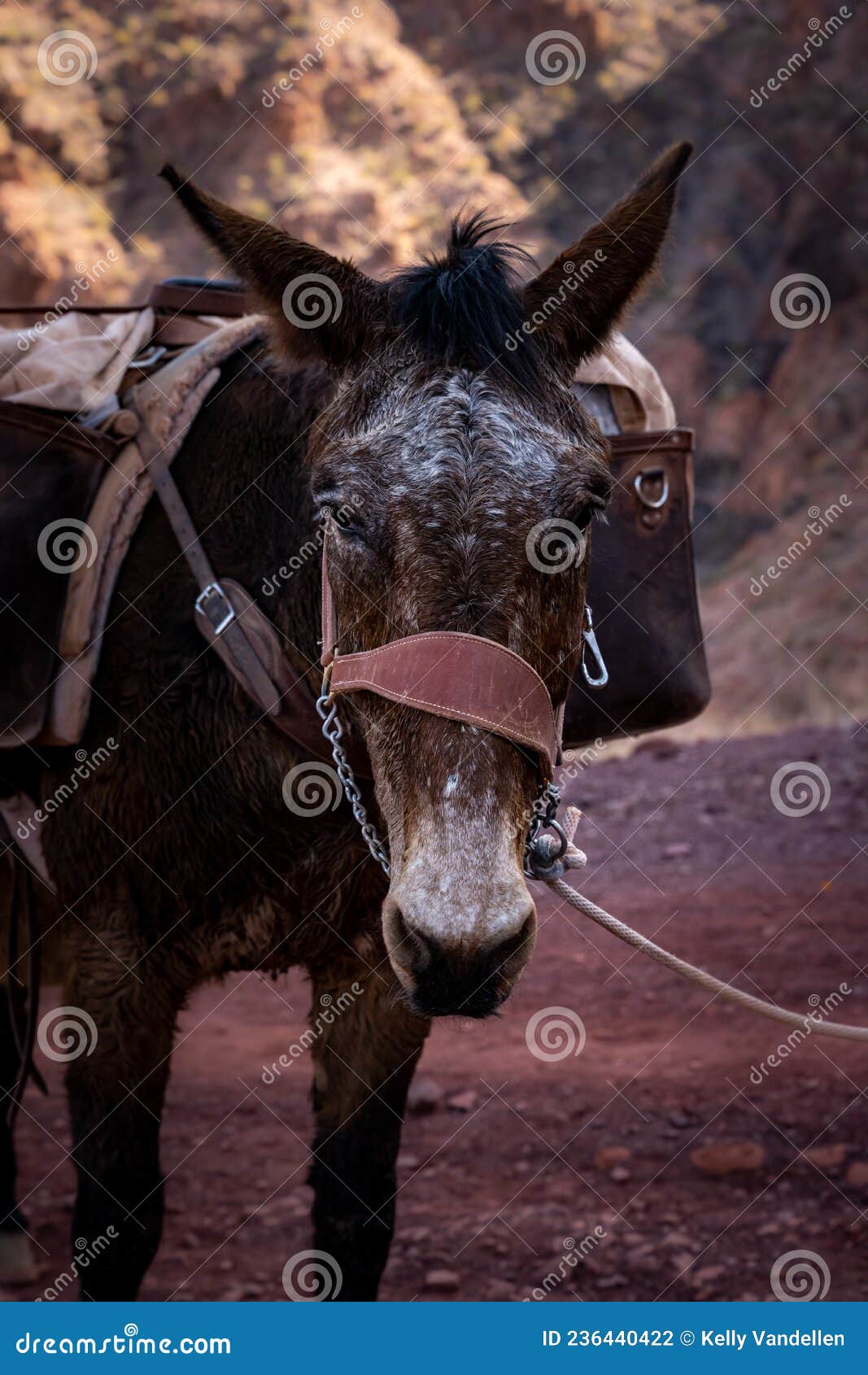 Pack Mule Stock Image | CartoonDealer.com #11351515