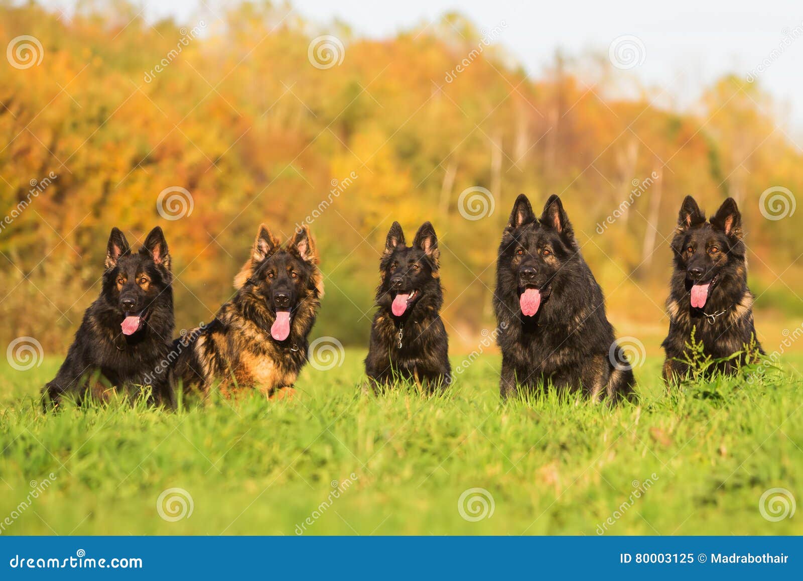 Pack of Old German Shepherd Dogs Stock Image - Image of pack, group ...