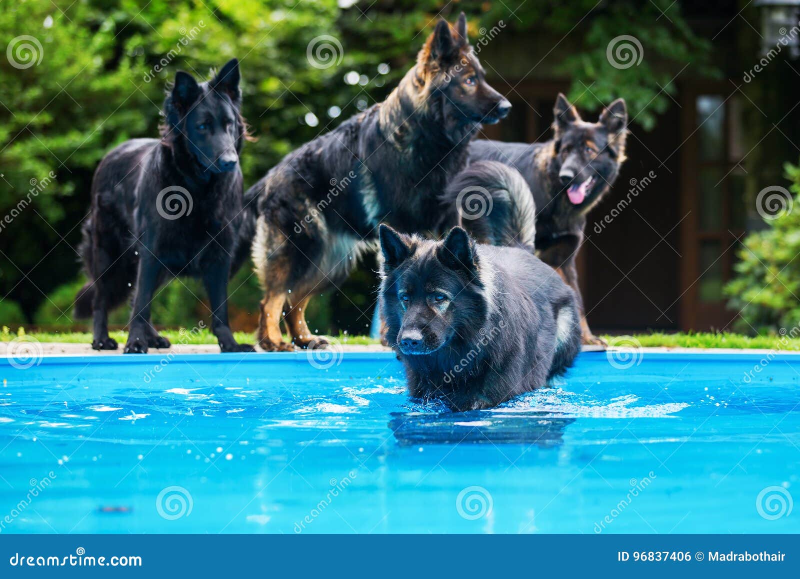 Pack of Old German Shepherd Dogs at the Pool Stock Photo - Image of ...