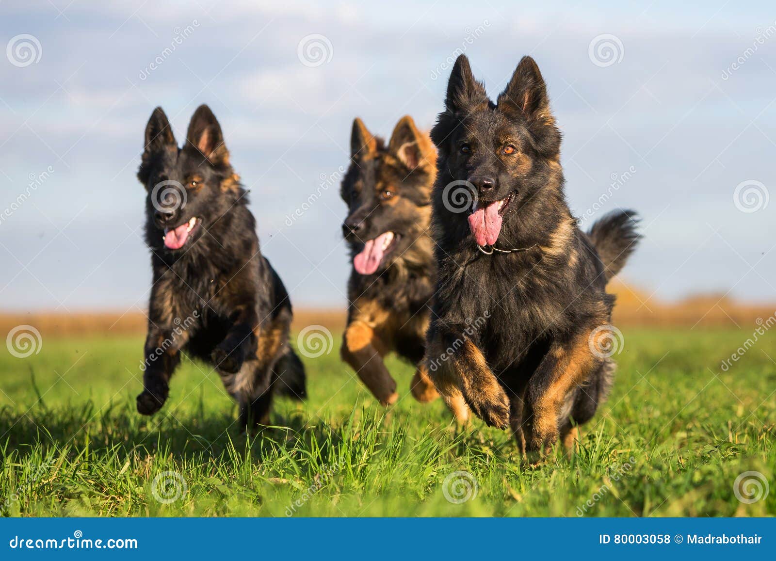 Are German Shepherds Pack Dogs