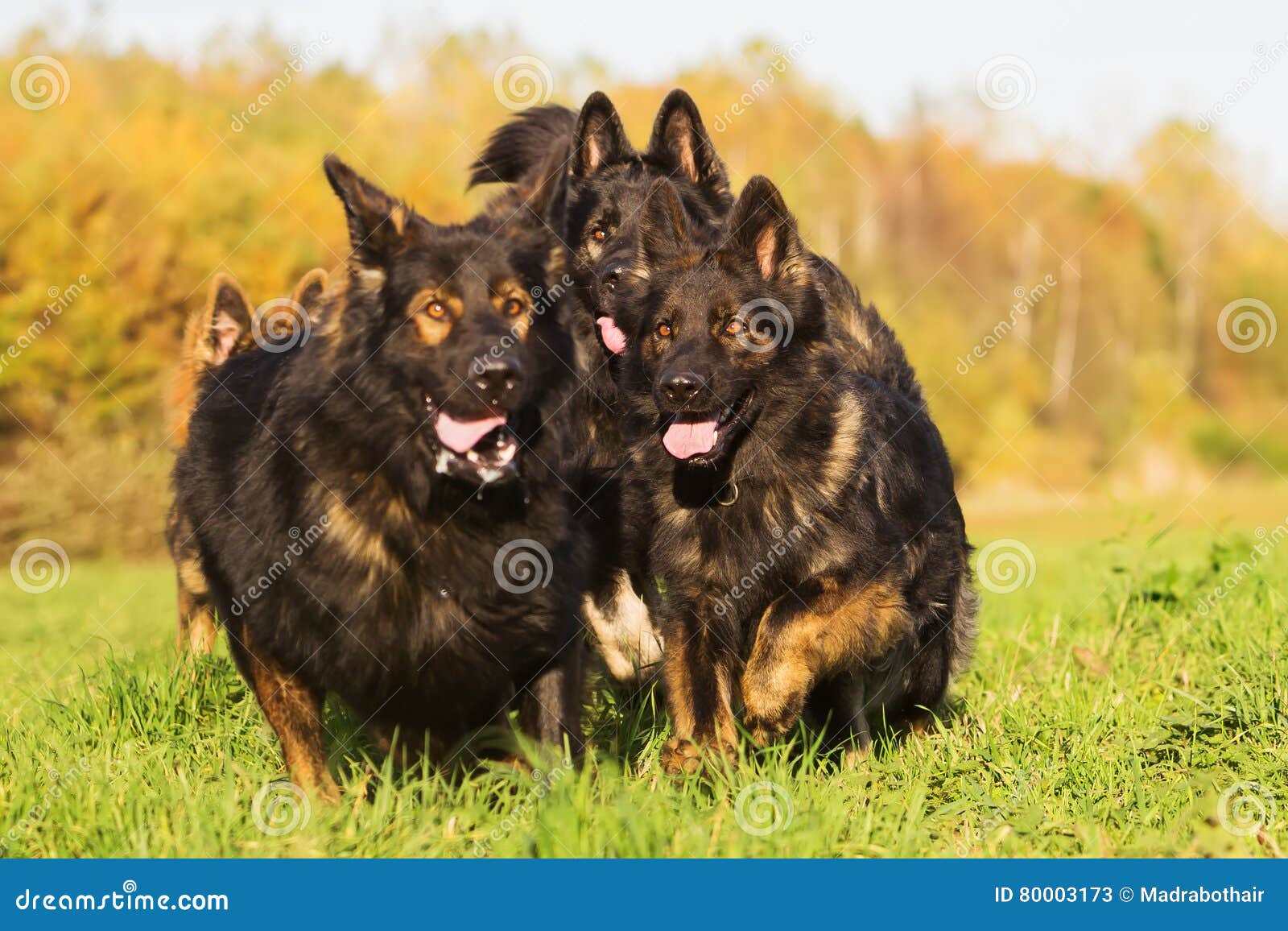 Are German Shepherds Pack Dogs