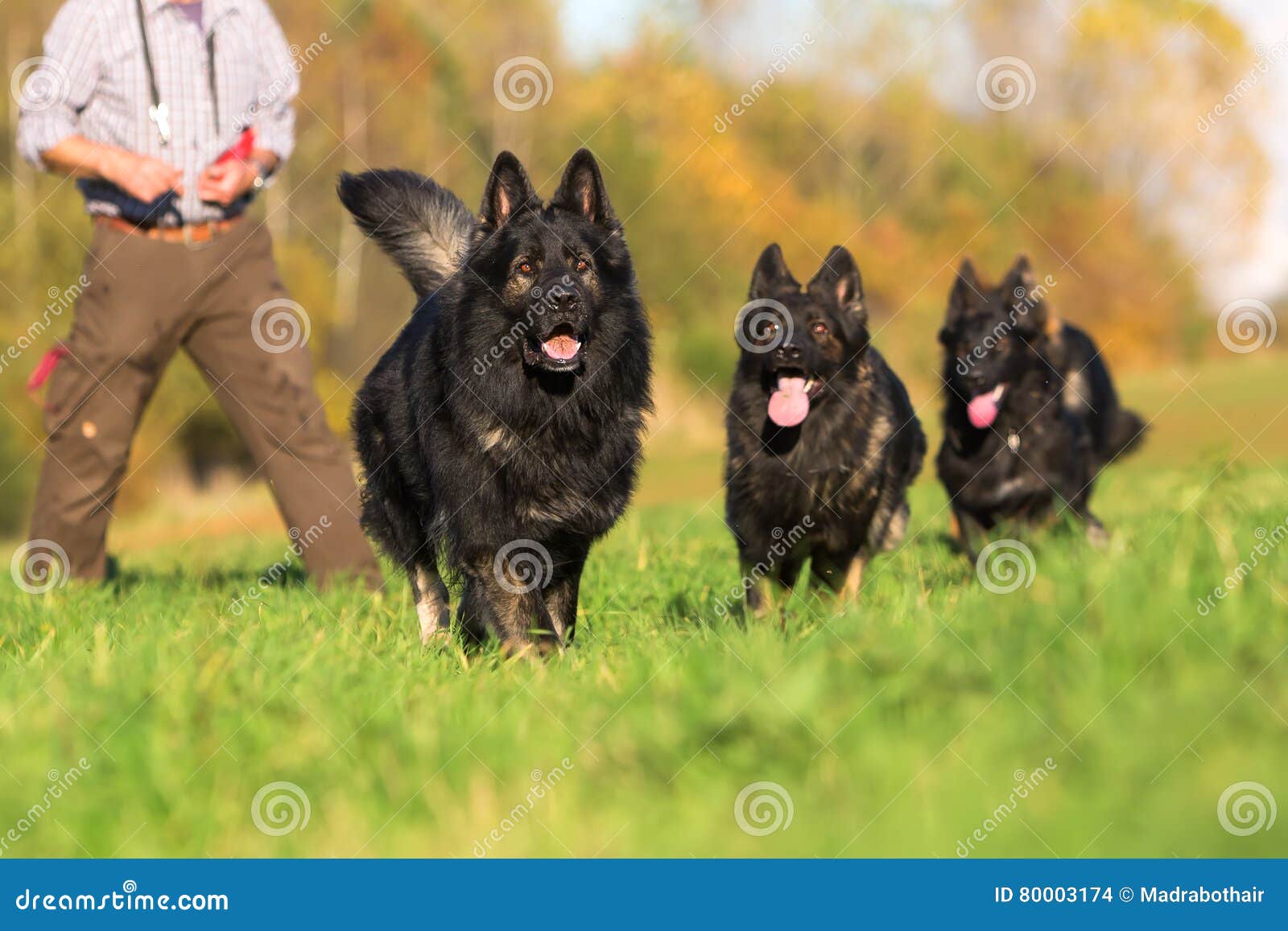 Are German Shepherds Pack Dogs