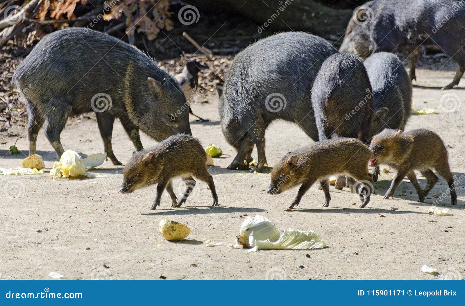 Pack of peccaries stock image. Image of peccary, feed - 115901171