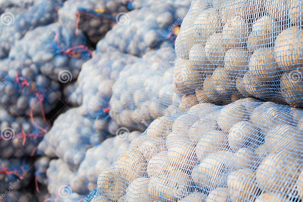 Pack of potatoes stock photo. Image of food, farming - 66690990