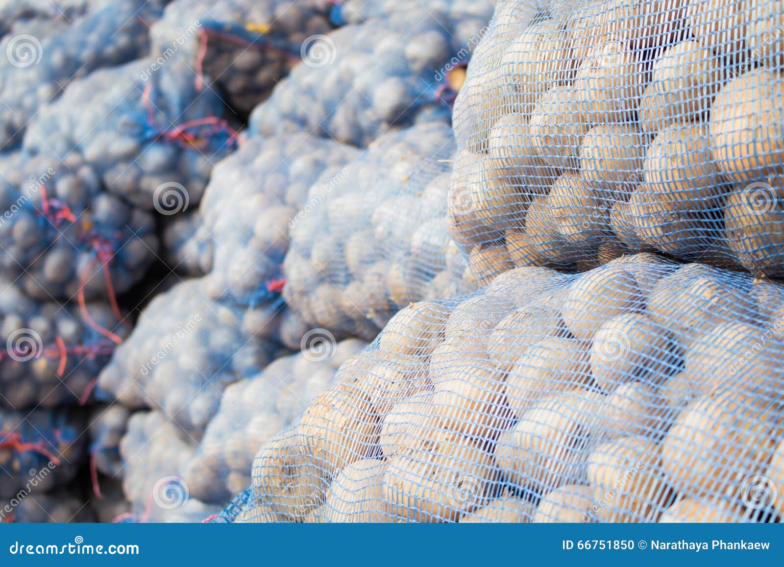 Pack of potatoes stock photo. Image of food, farmer, harvest - 66751850