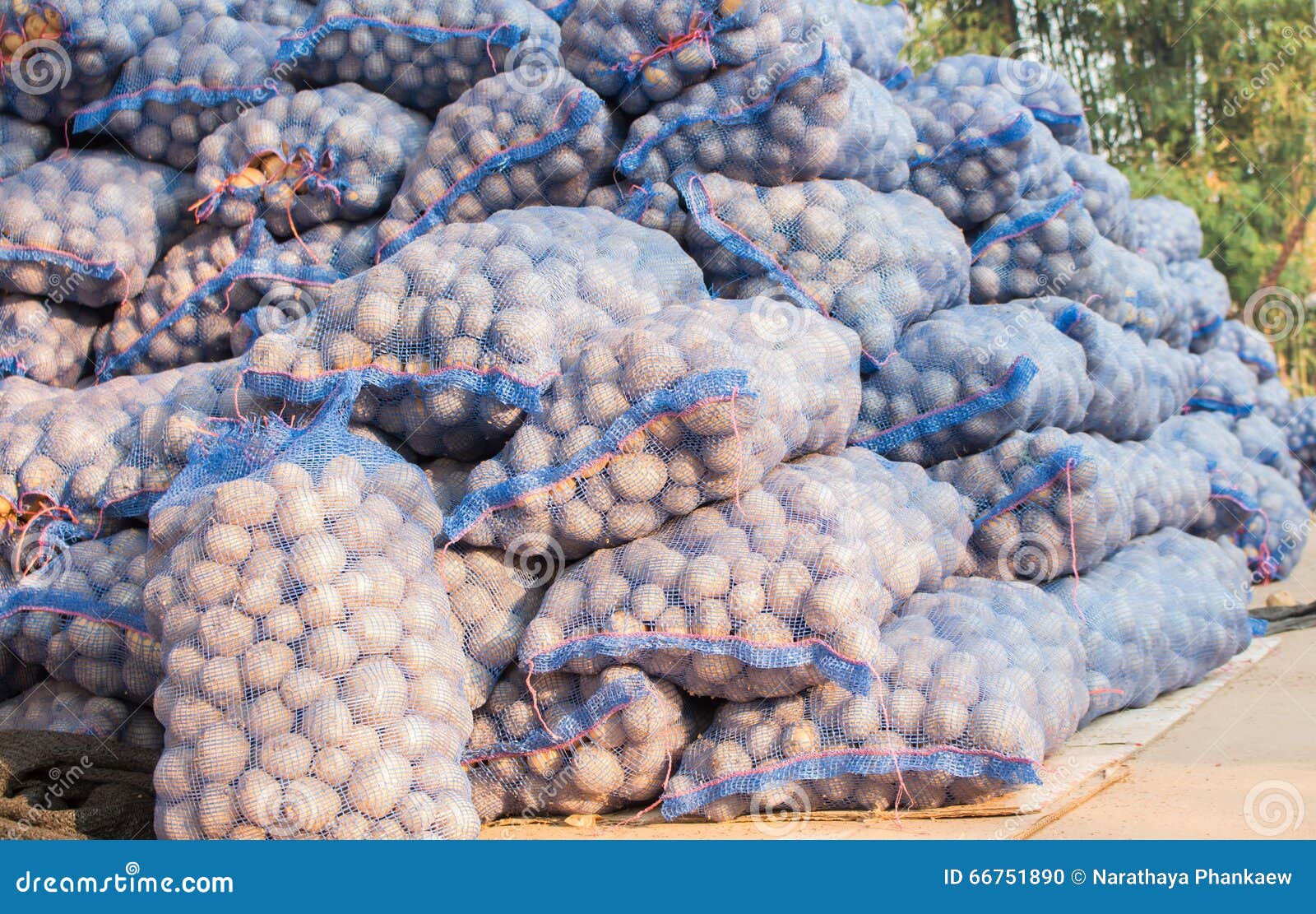 Pack of potatoes stock photo. Image of fresh, food, agriculture - 66751890