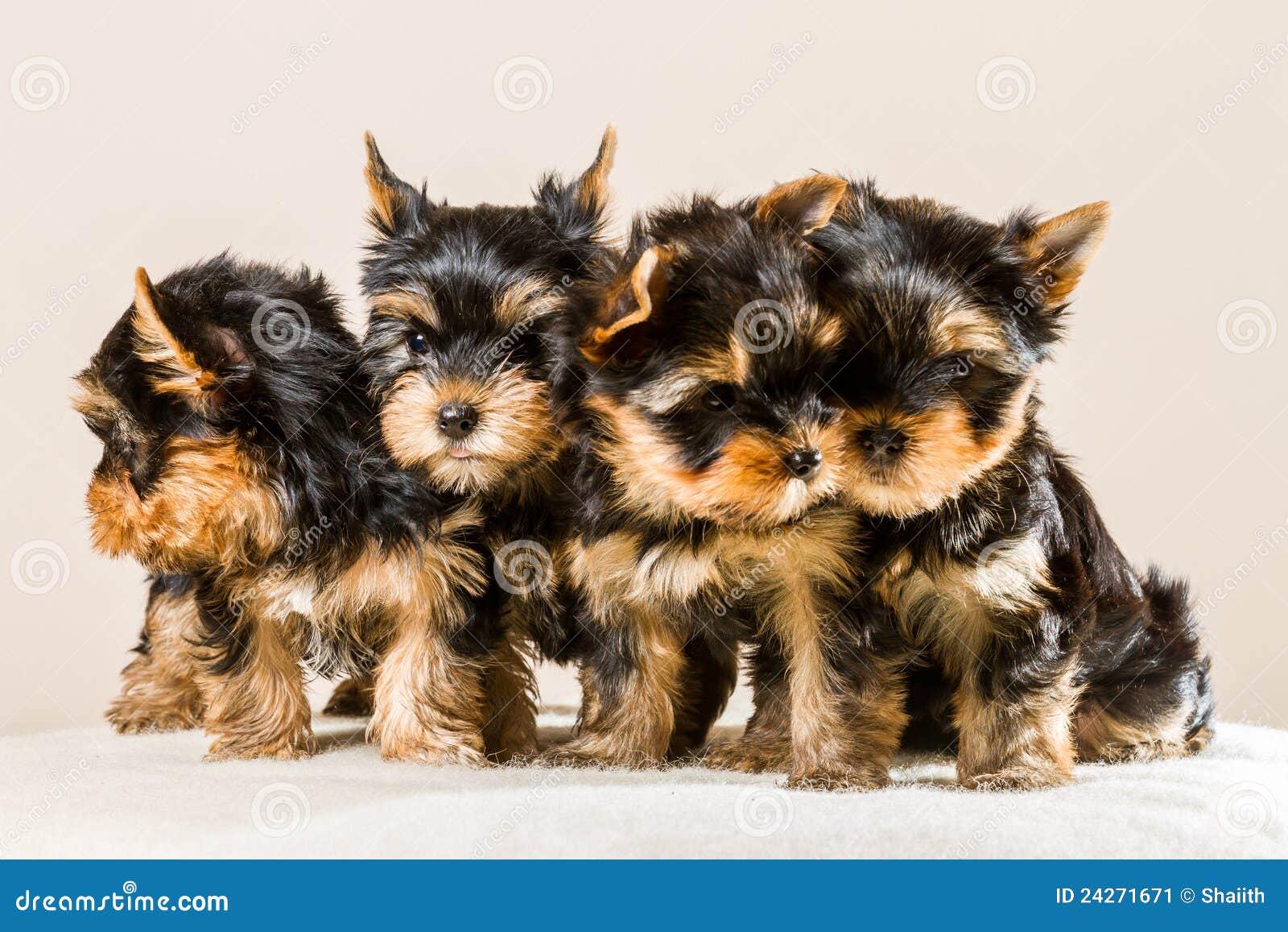 Pack of puppies Yorkshire stock image. Image of york - 24271671