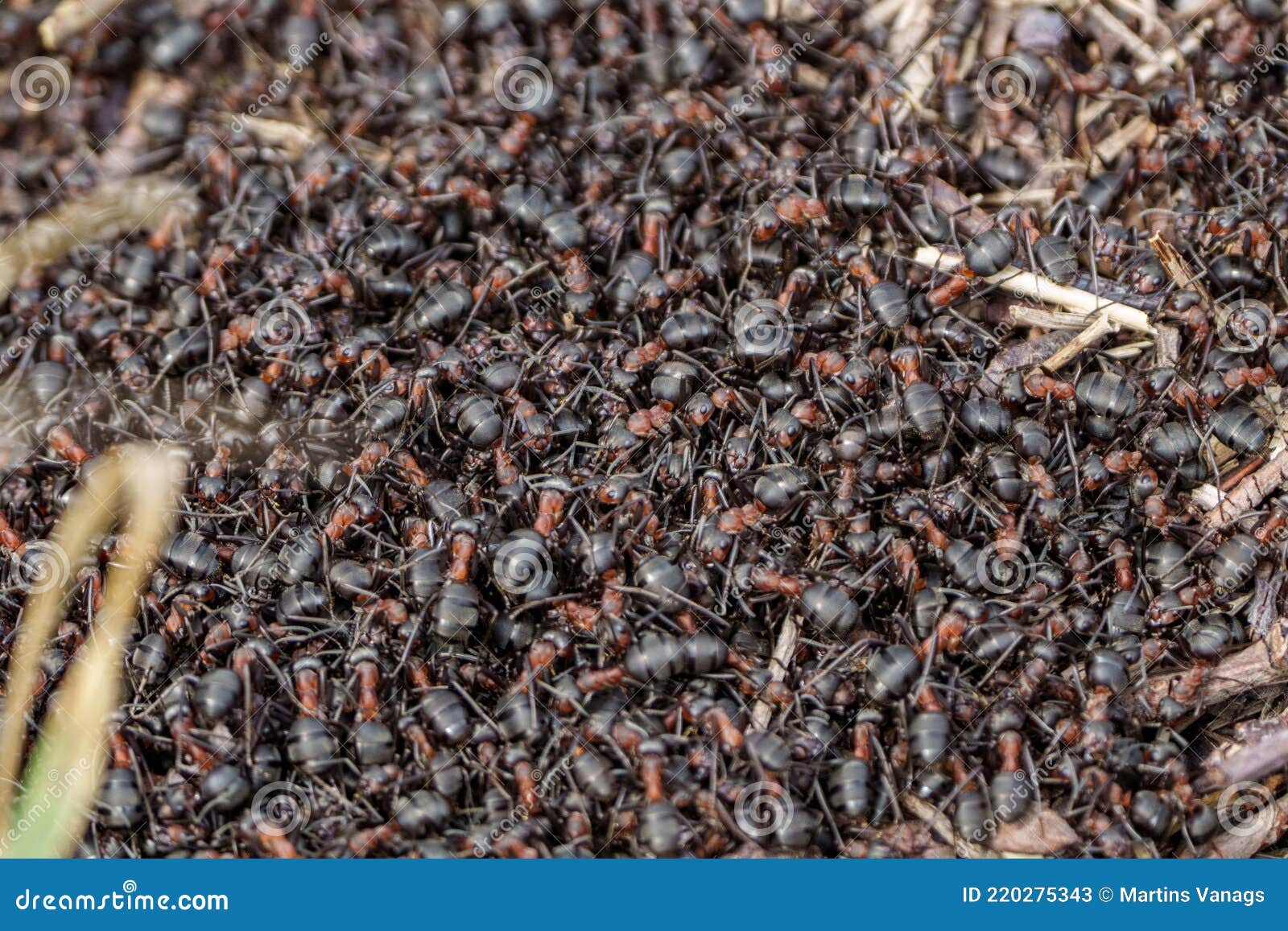 Pack of Red Ants in the Forest Stock Image - Image of forest, ants ...
