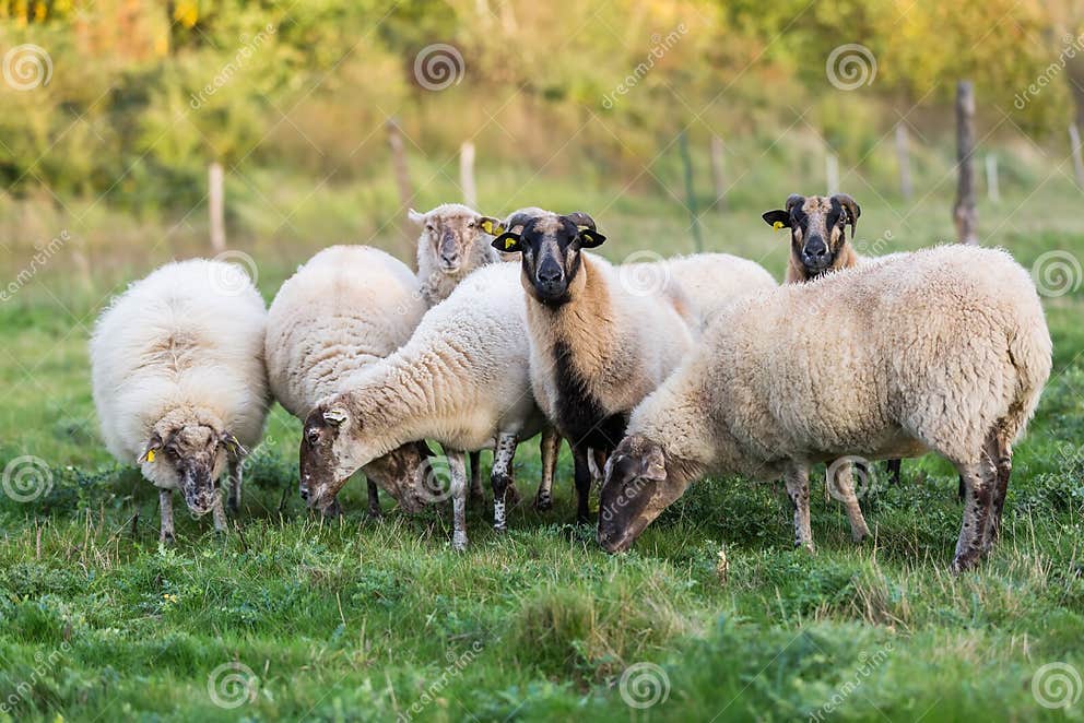 Pack of Sheep with on the Pasture Stock Photo - Image of outdoor, flock ...