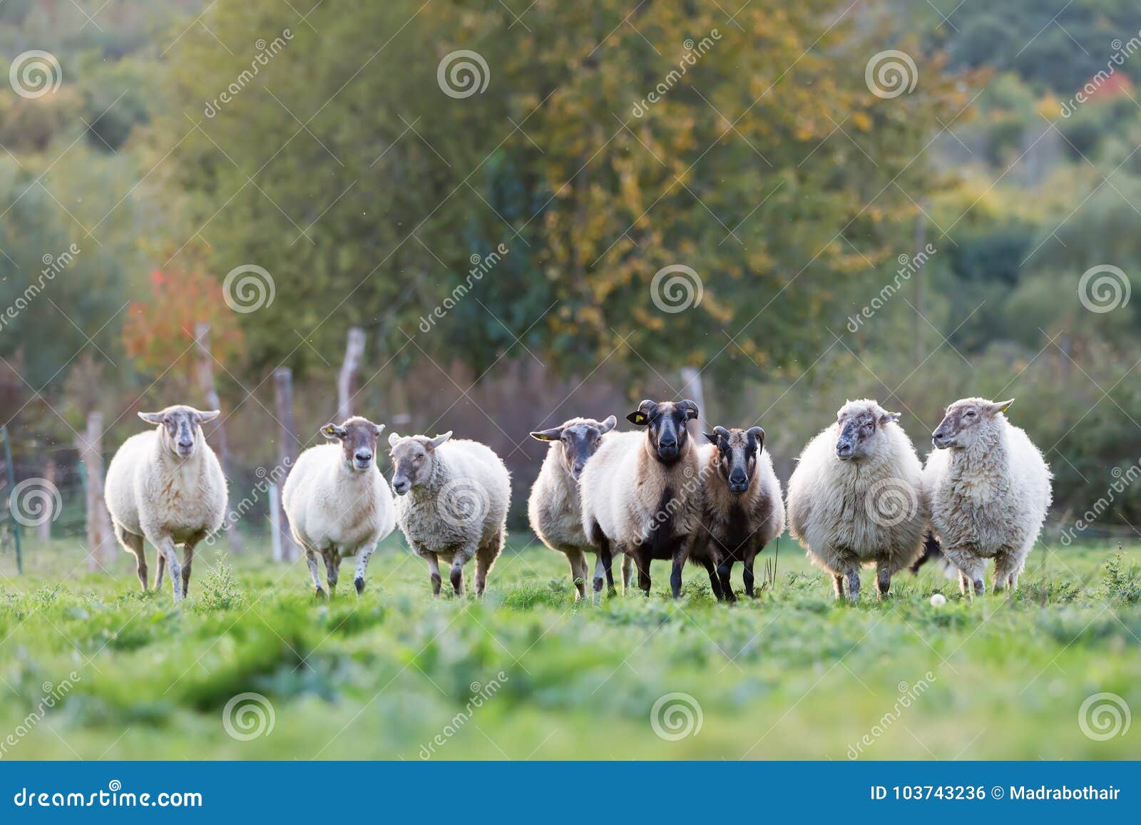 Pack of Sheep with on the Pasture Stock Photo - Image of grass, flock ...