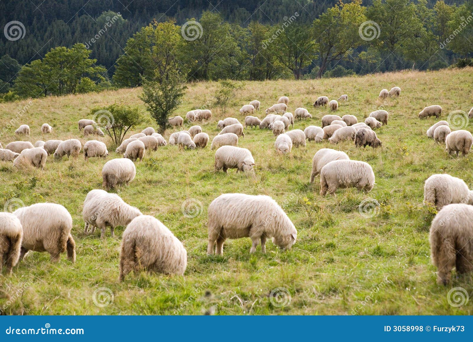 Pack of sheeps stock photo. Image of agriculture, woollen - 3058998