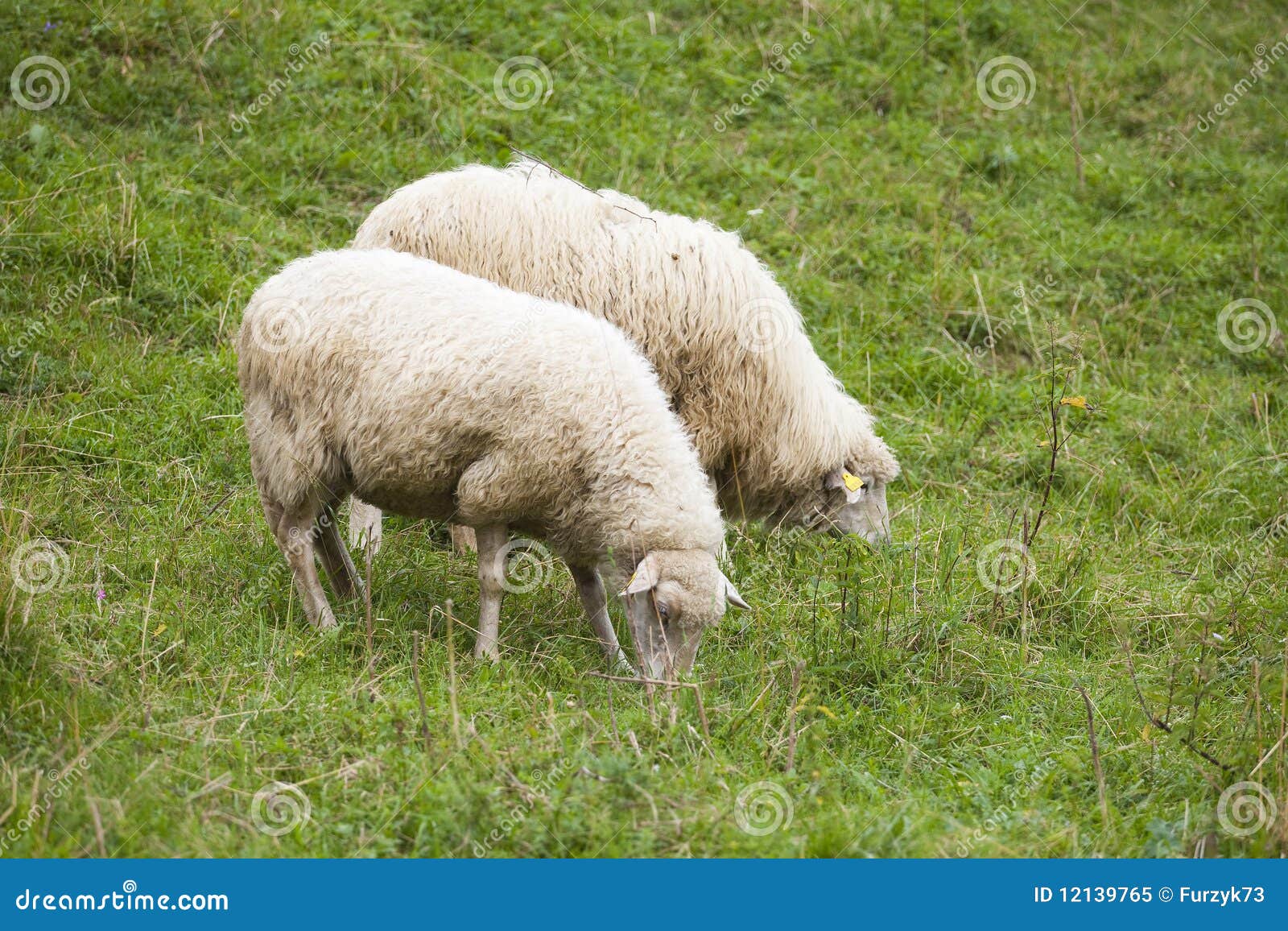 Pack of Sheeps on the Grass Stock Image - Image of rustic, animals ...
