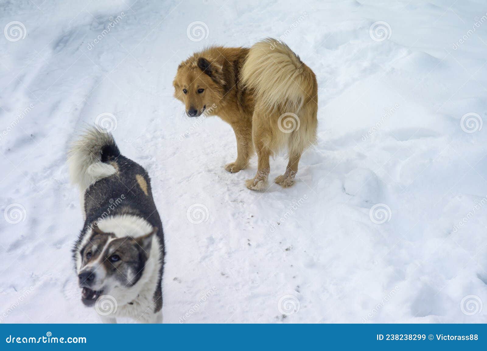 Pack of stray dogs stock image. Image of stress, barking - 238238299