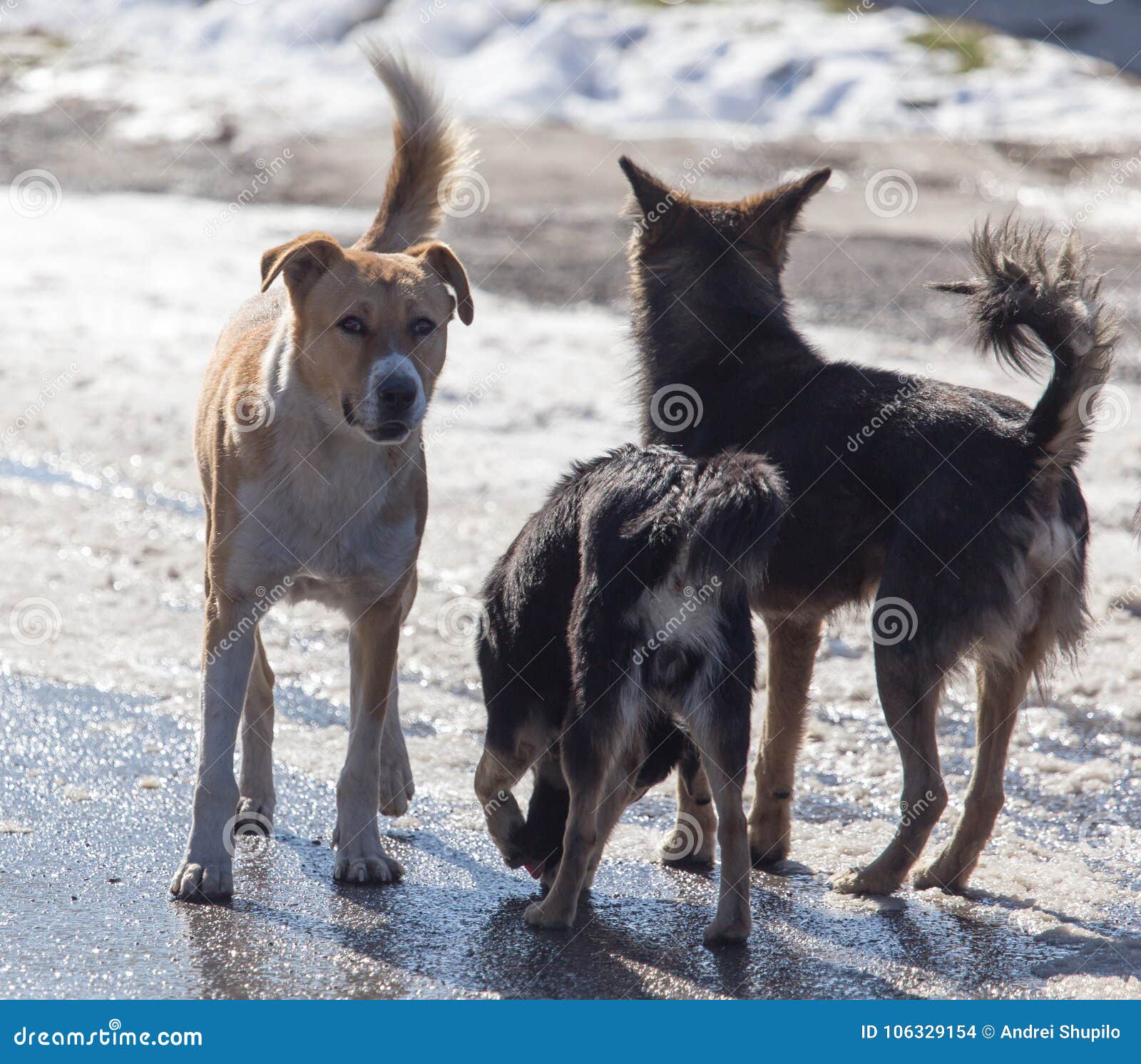 A pack of stray dogs stock photo. Image of white, group - 106329154