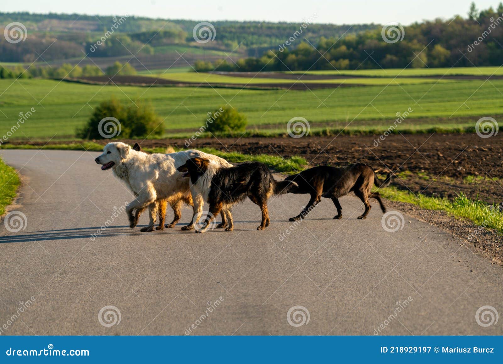 A Pack Of Stray Dogs Wandering On The Way Royalty-Free Stock Photo ...