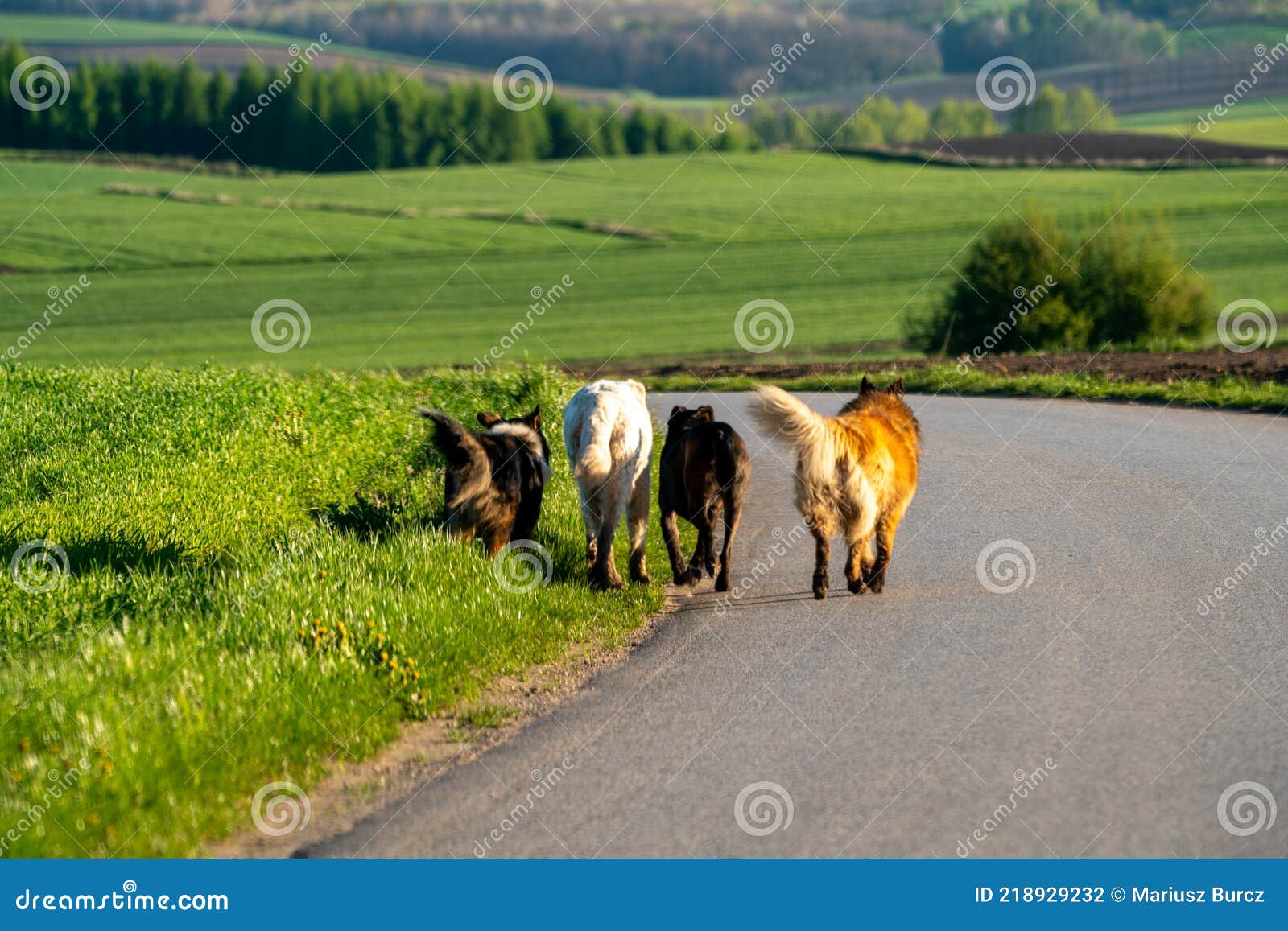 A Pack Of Stray Dogs Wandering On The Way Royalty-Free Stock Photo ...