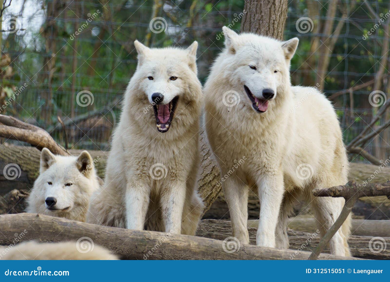 Pack of Three Arctic Wolfs (Canis Lupus Arctos Stock Image - Image of ...