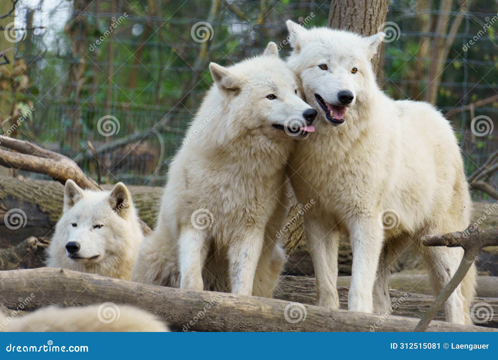 Pack of Three Arctic Wolfs (Canis Lupus Arctos Stock Image - Image of ...