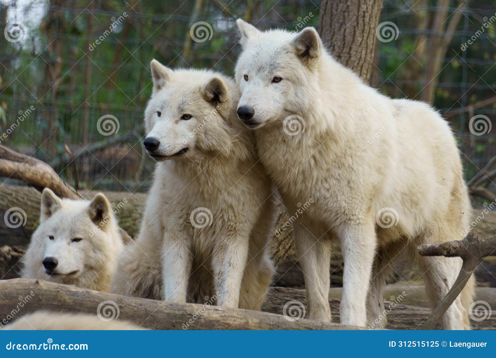 Pack of Three Arctic Wolfs (Canis Lupus Arctos Stock Image - Image of ...