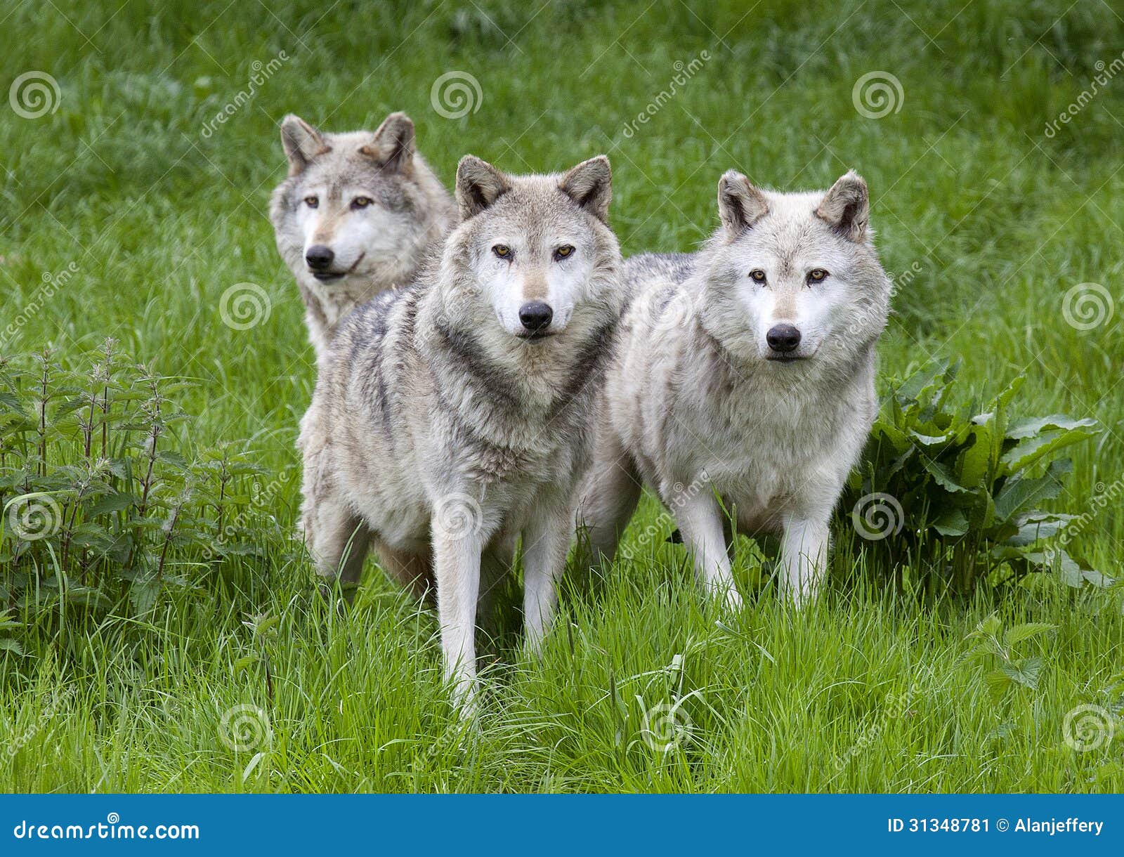 Pack Three Of European Grey Wolves Stock Image - Image: 31348781