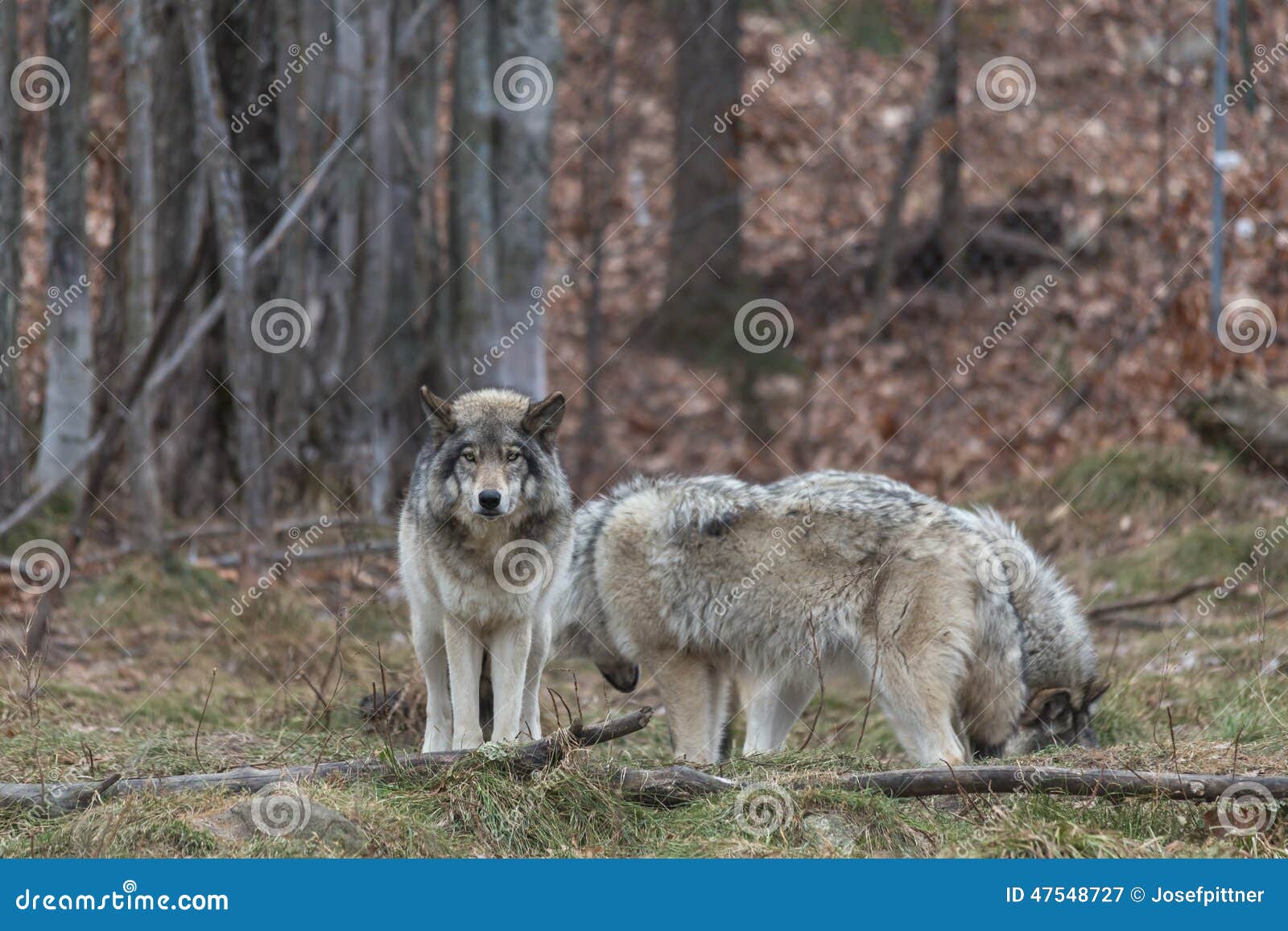 Pack of Timber Wolves stock image. Image of furry, lupus - 47548727