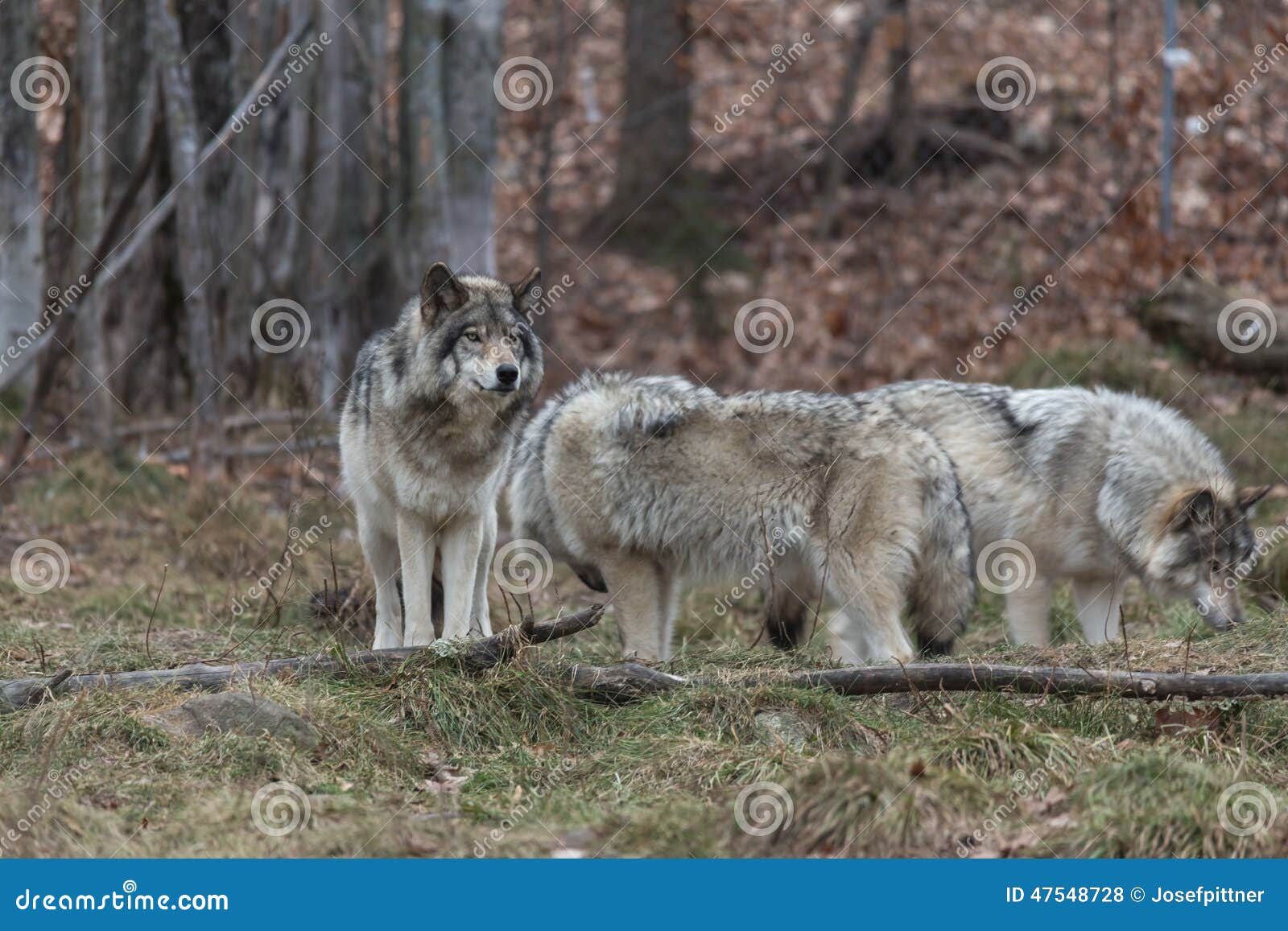 Pack of Timber Wolves stock photo. Image of danger, frightening - 47548728