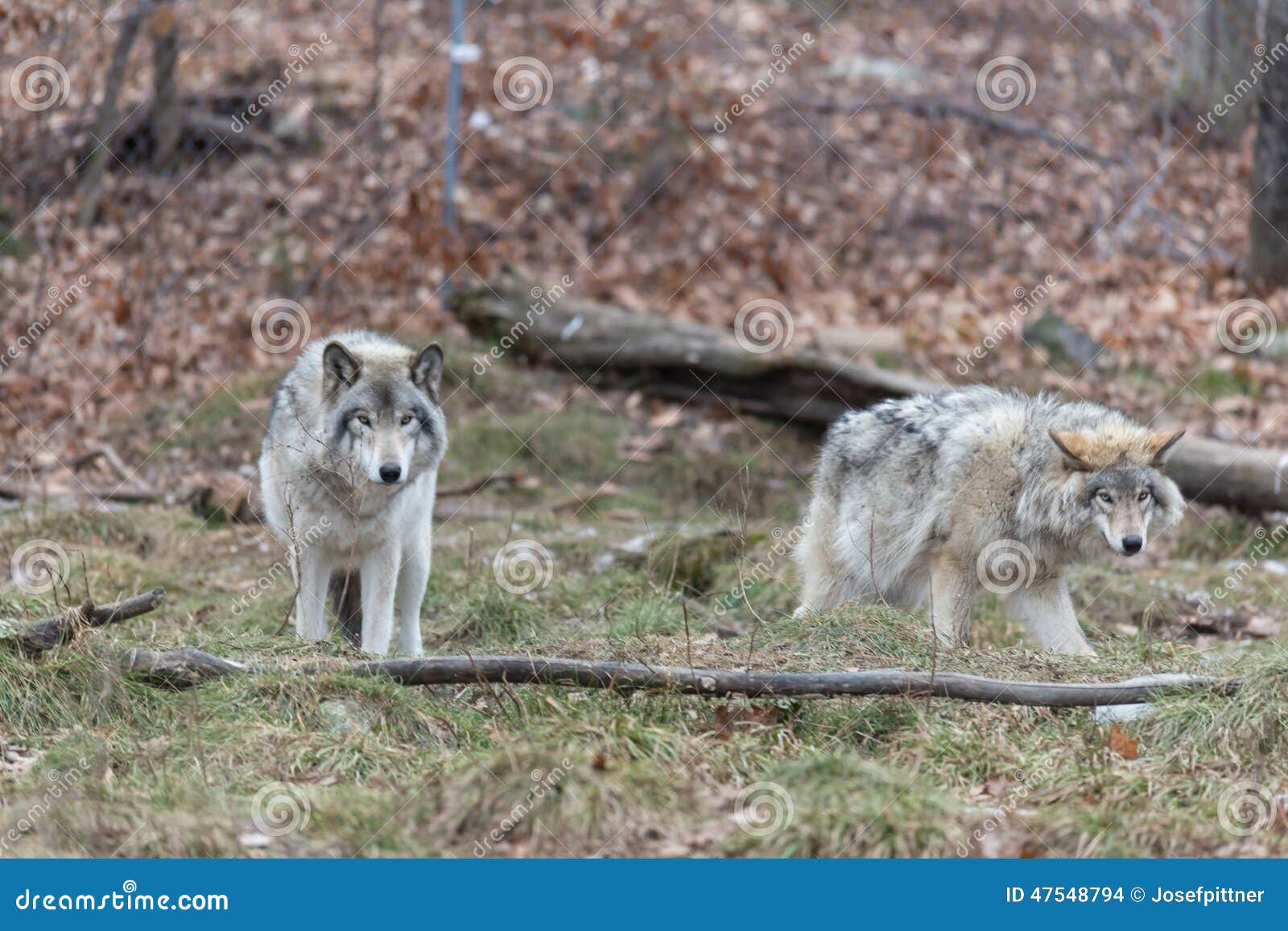 Pack of Timber Wolves stock photo. Image of creature - 47548794