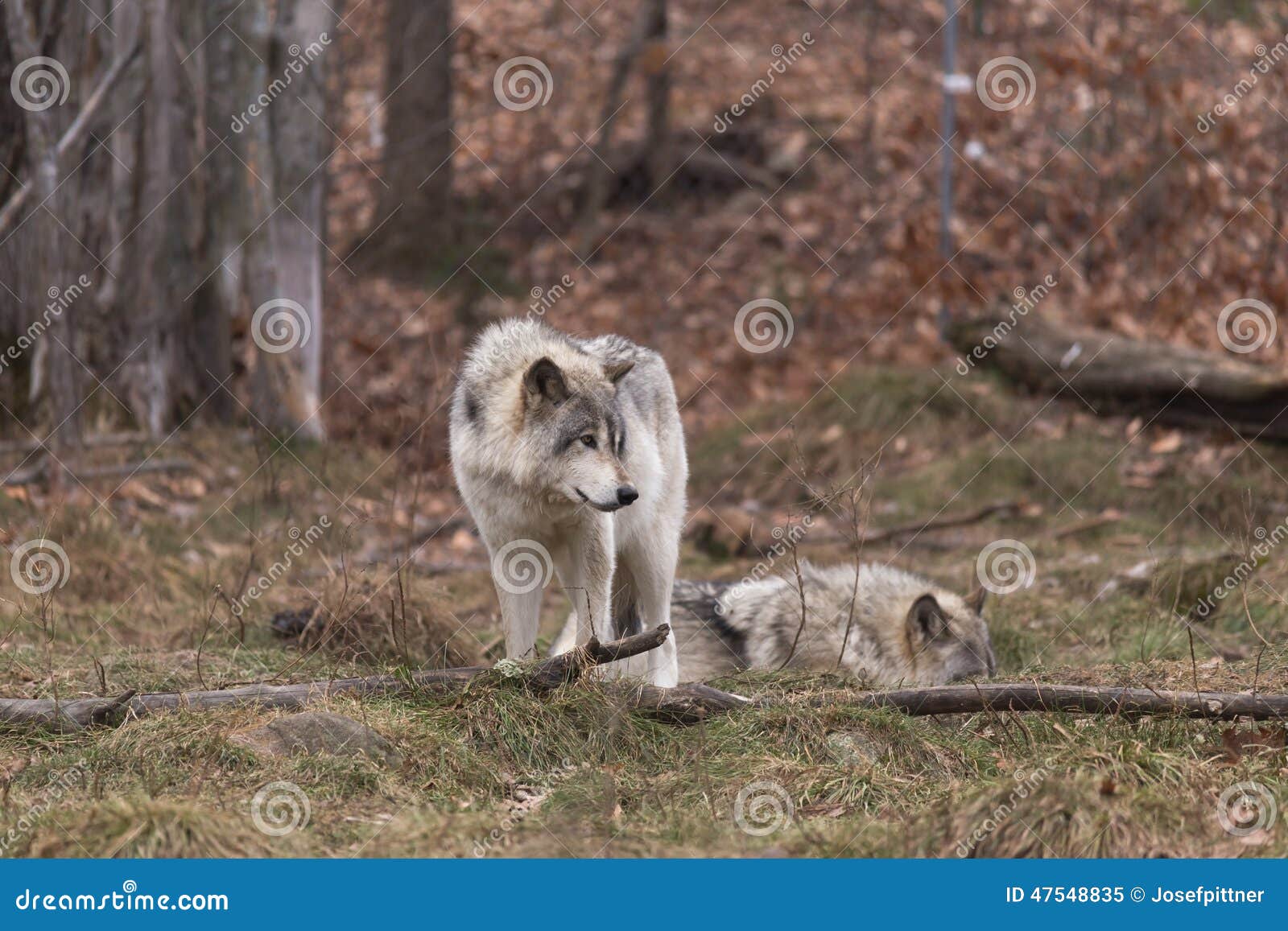 Pack of Timber Wolves stock image. Image of savage, lupus - 47548835