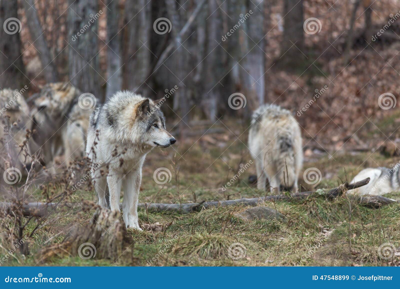 Pack of Timber Wolves stock image. Image of canine, pair - 47548899