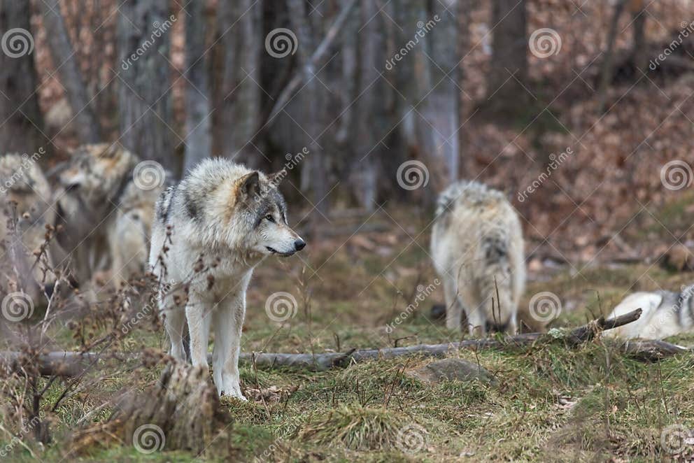 Pack of Timber Wolves stock image. Image of canine, pair - 47548899