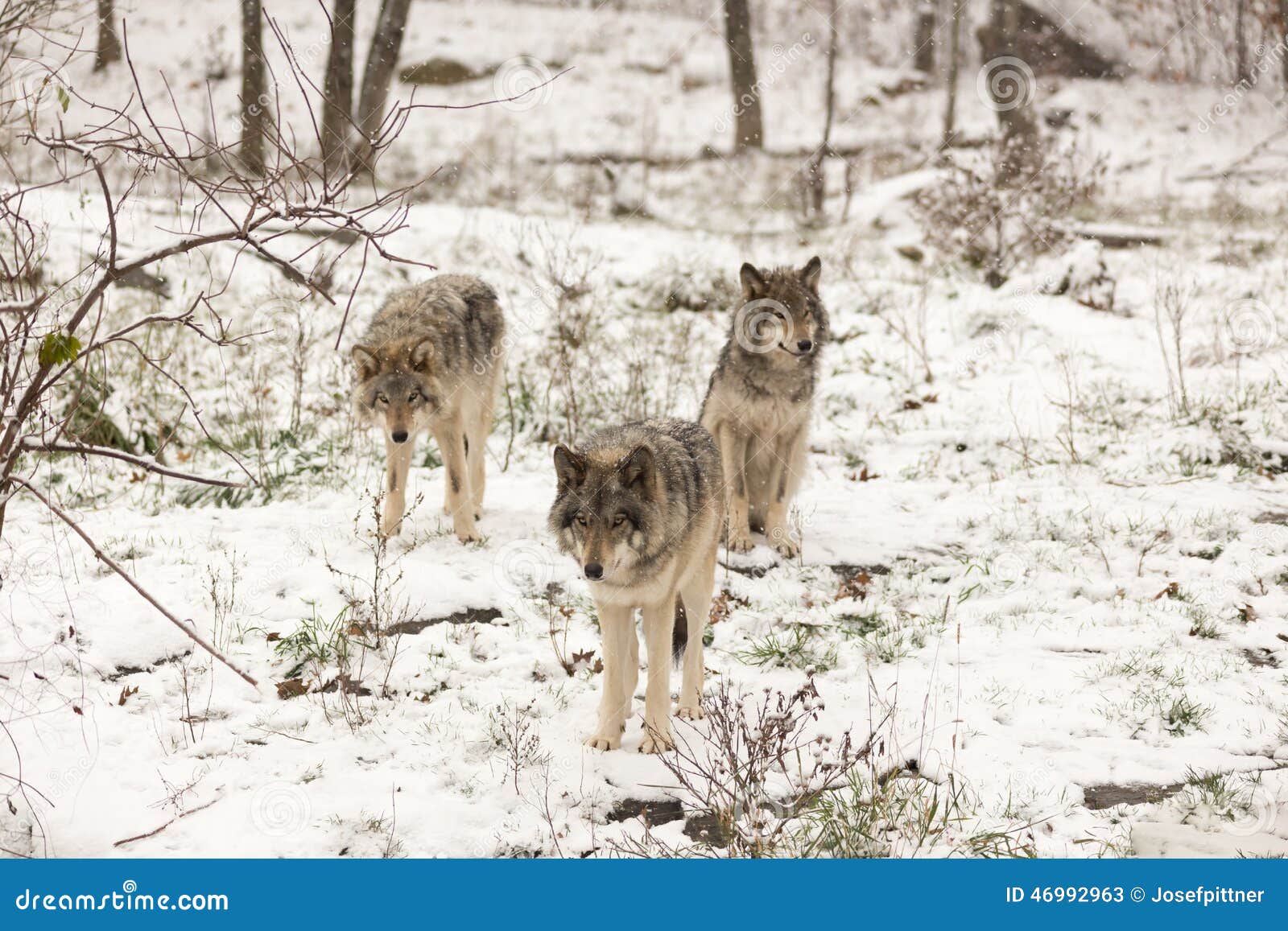 Pack of Timber Wolves in a Winter Scene Stock Image - Image of canis ...
