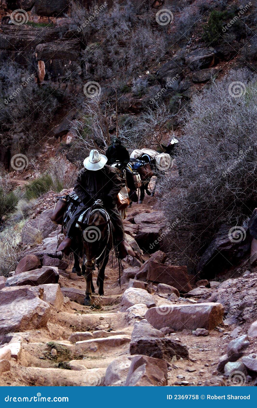 Pack Train,Mules,Grand Canyon Stock Photo - Image of grand, jackasses ...