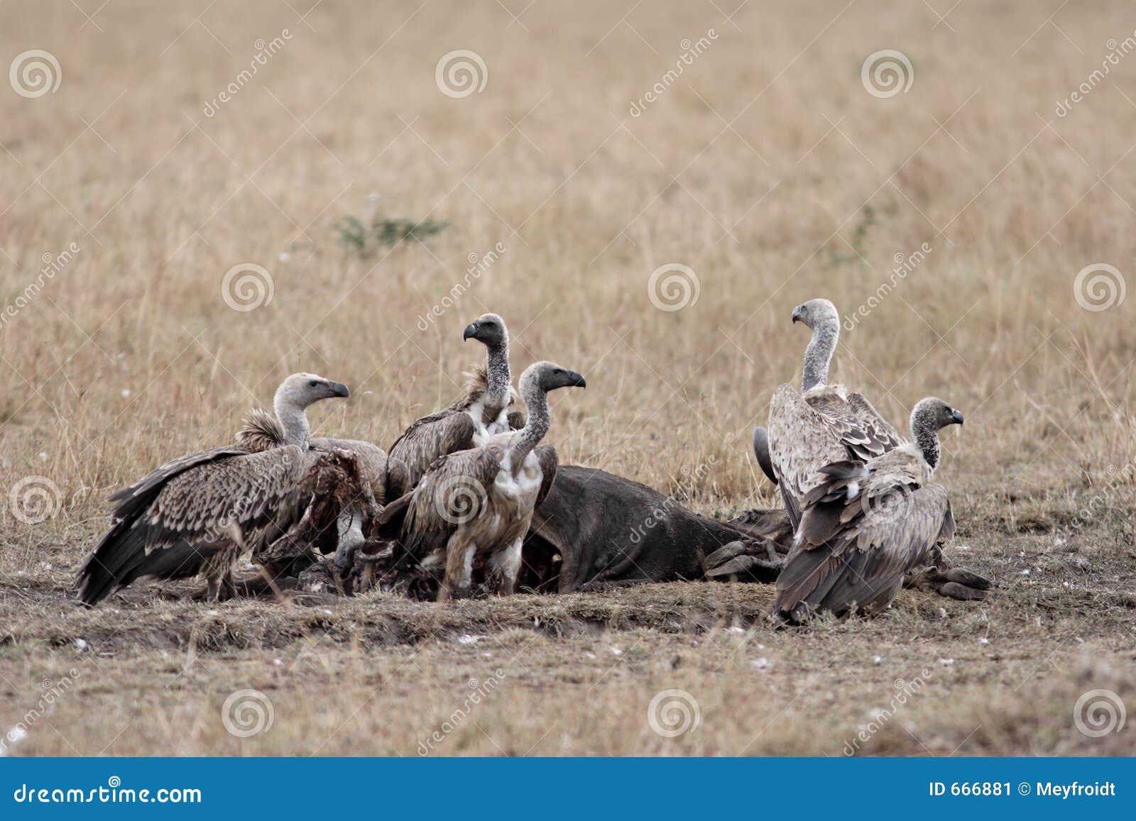 Pack of Vultures Devouring Carcass Stock Image - Image of vulture ...