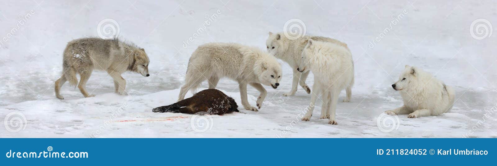 Pack of Arctic Wolves Hunting Stock Photo - Image of beauty, eating ...