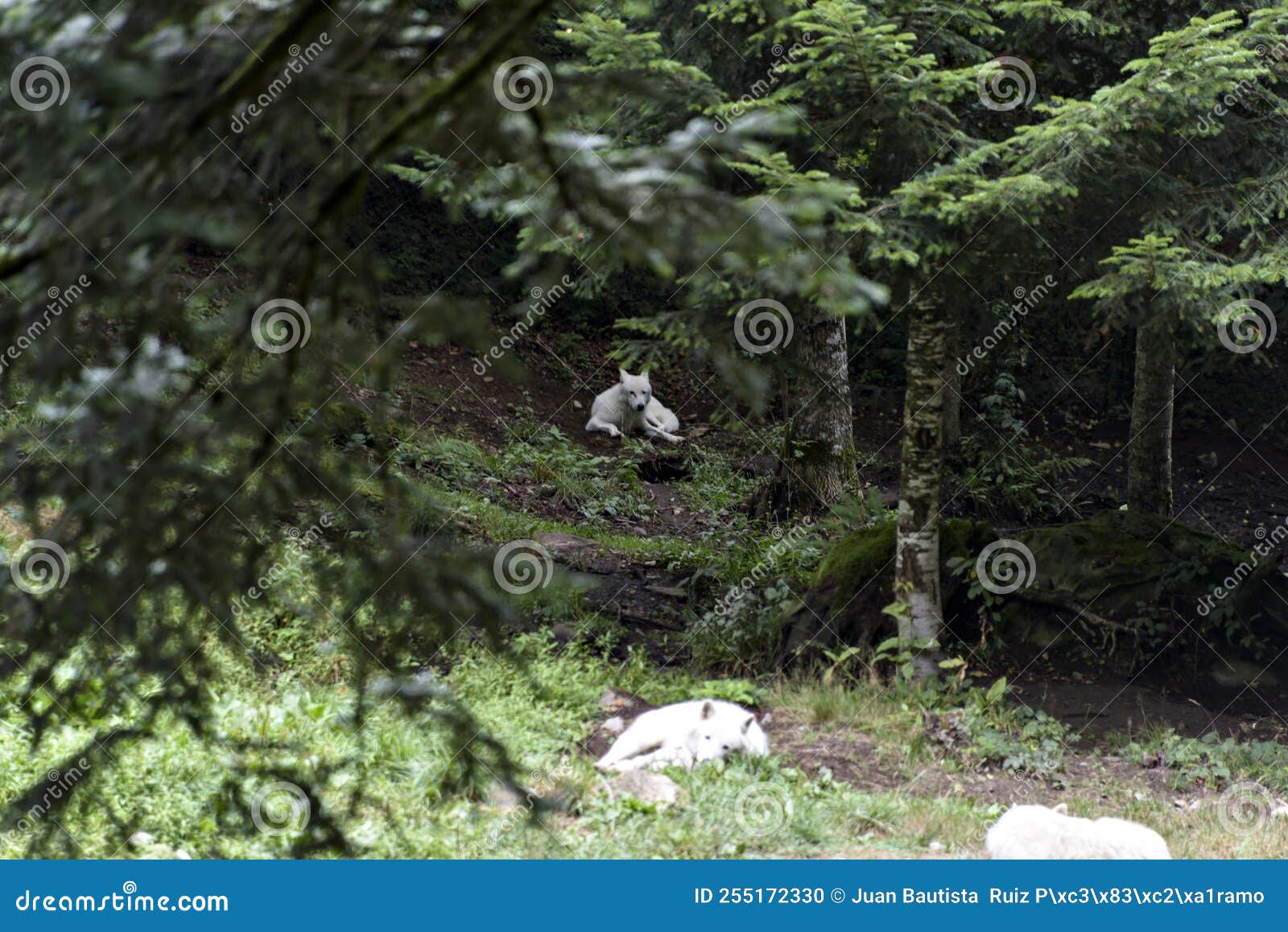 A Pack of White Wolves Resting in a Forest Meadow on a Warm Day. Stock ...
