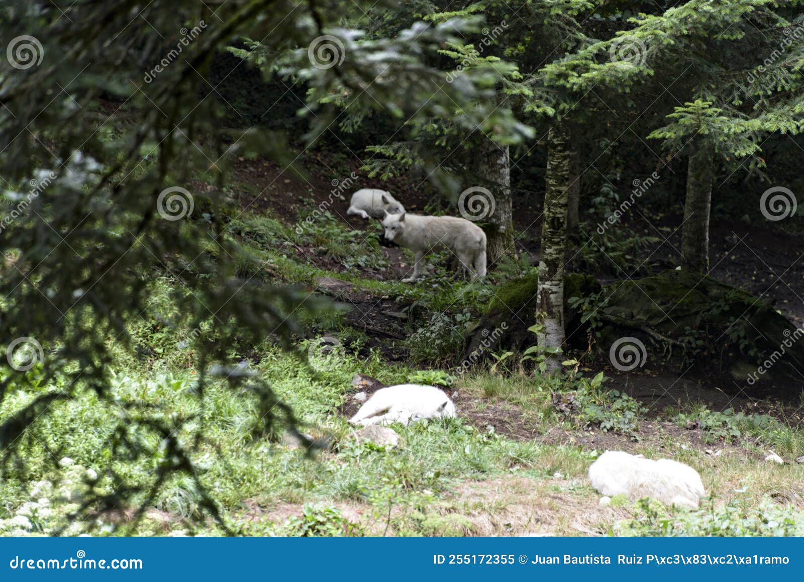 A Pack of White Wolves Resting in a Forest Meadow on a Warm Day. Stock ...
