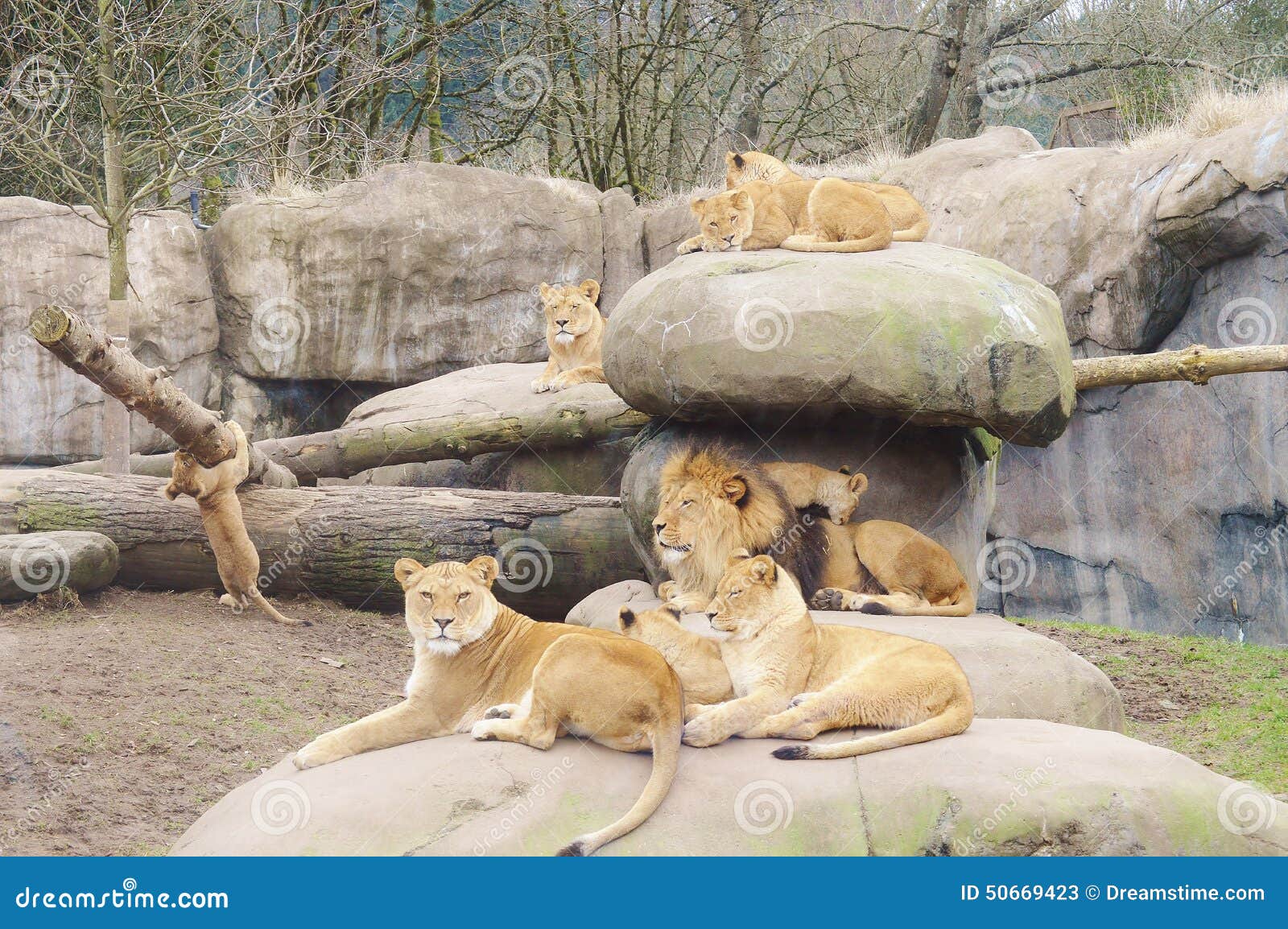 The pack stock image. Image of daddy, entire, lion, mommy - 50669423