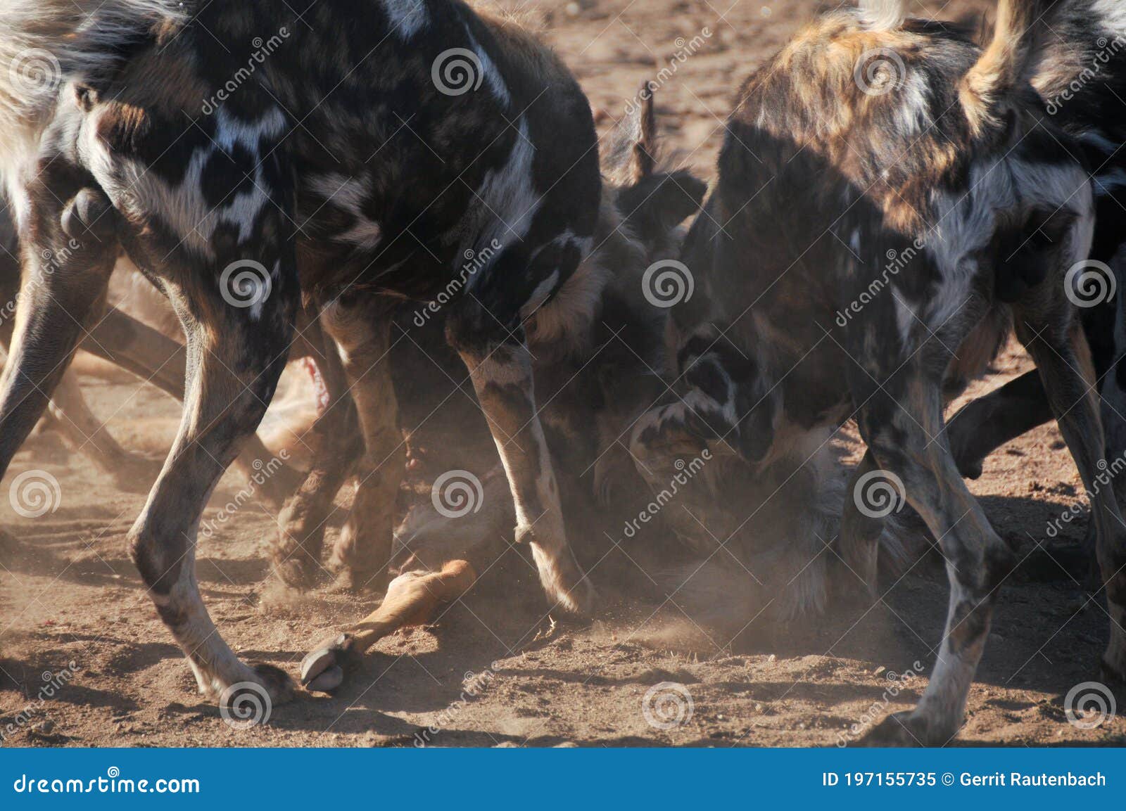 A Pack of Wild Dogs Devouring a Felled Impala Stock Image - Image of ...