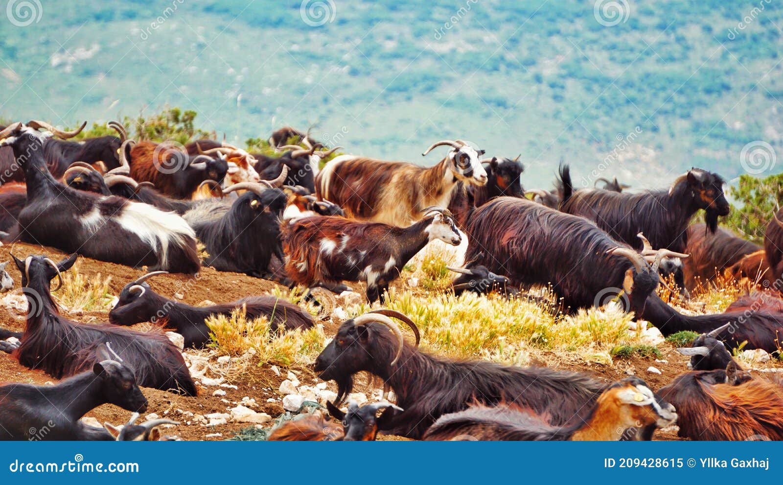 A pack of wild goats stock image. Image of goats, sheep - 209428615