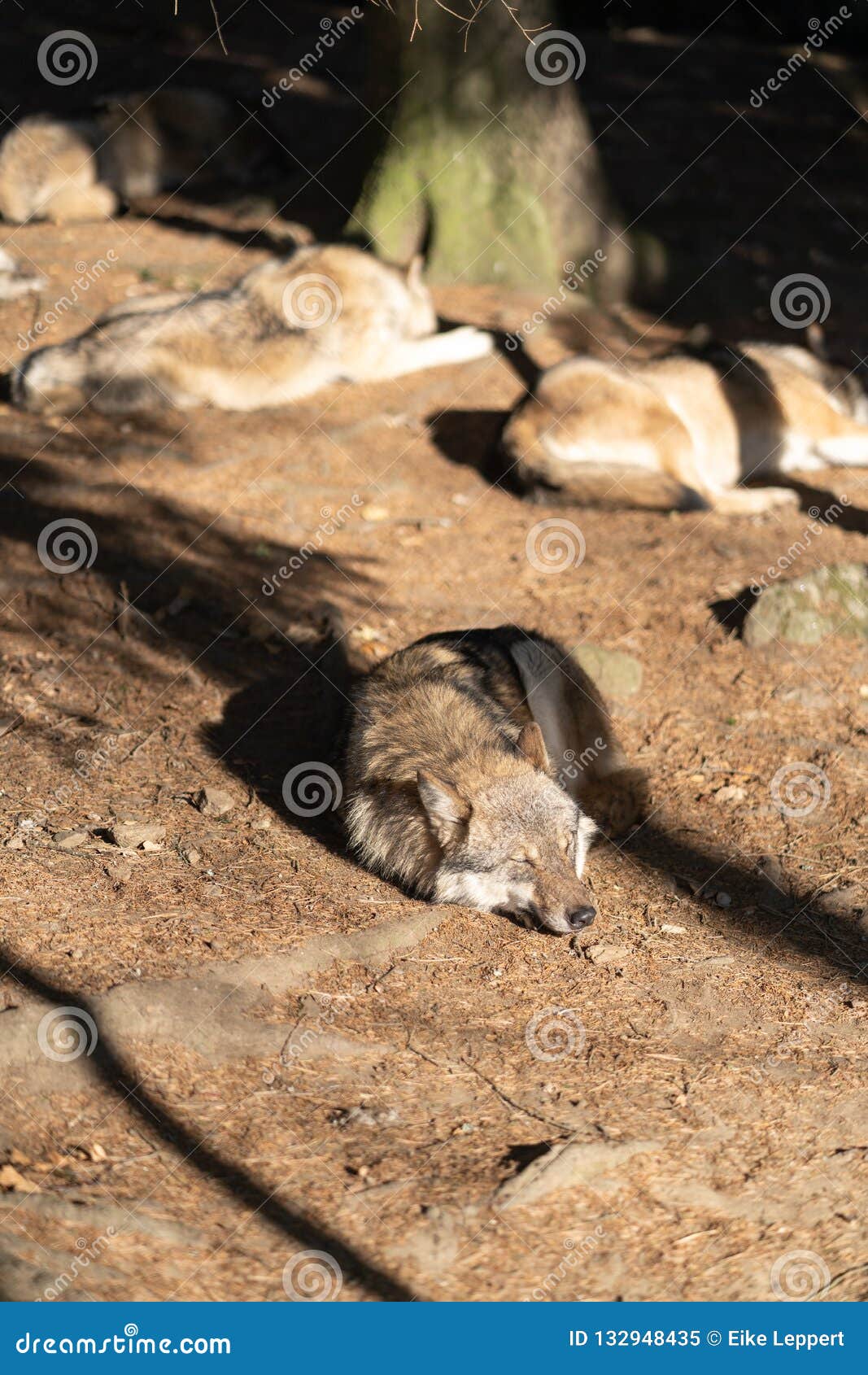 A Pack of Wild Wolves are Sleeping in the Sun. One Wolf in the ...