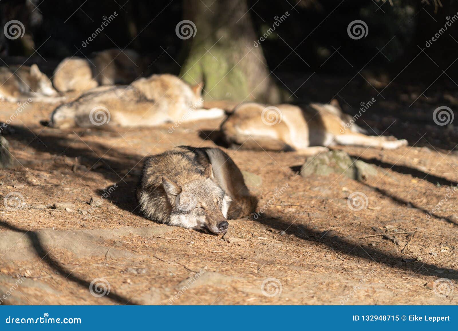 A Pack of Wild Wolves are Sleeping in the Sun. One Wolf in the ...