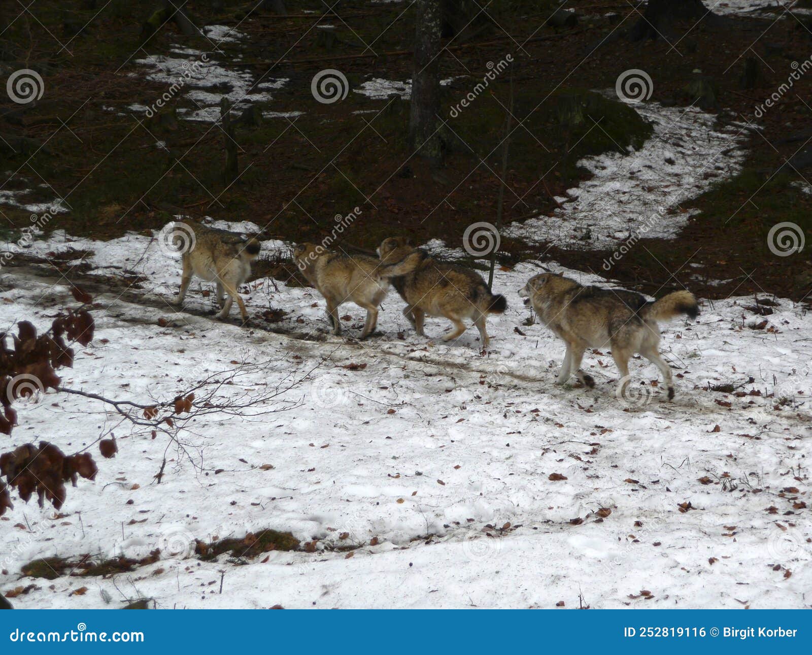 Pack of Wolves Canis Lupus in Wintertime Stock Photo - Image of ...