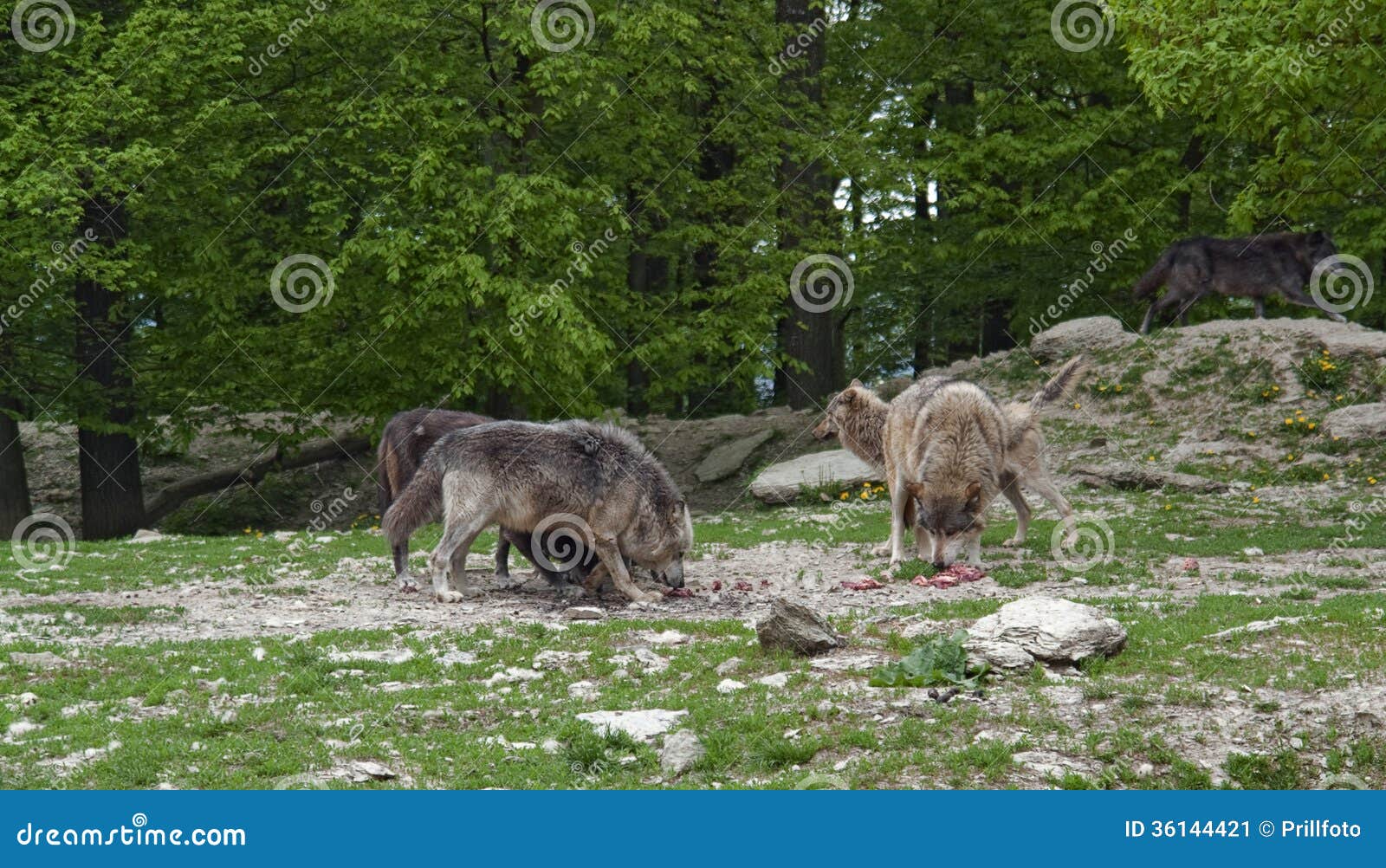 Pack of wolves at feed stock image. Image of territorial - 36144421