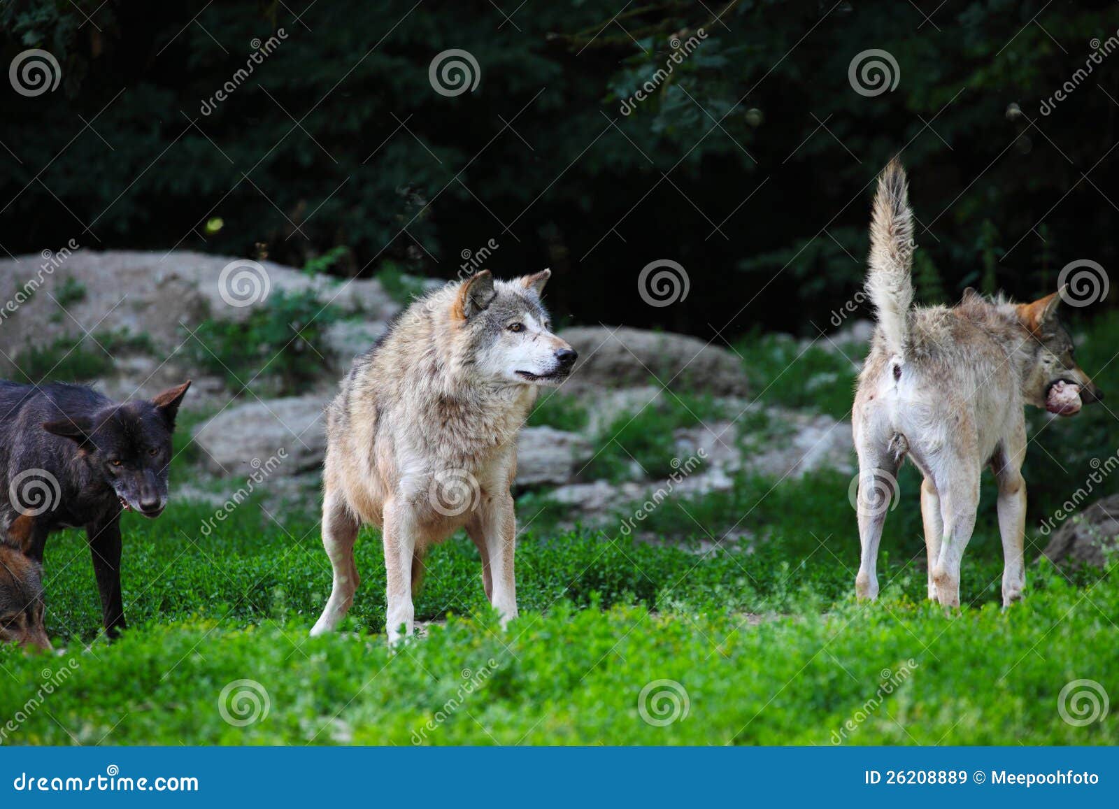 Pack of Wolves Feeding on Carcass in Natural Stock Image - Image of ...
