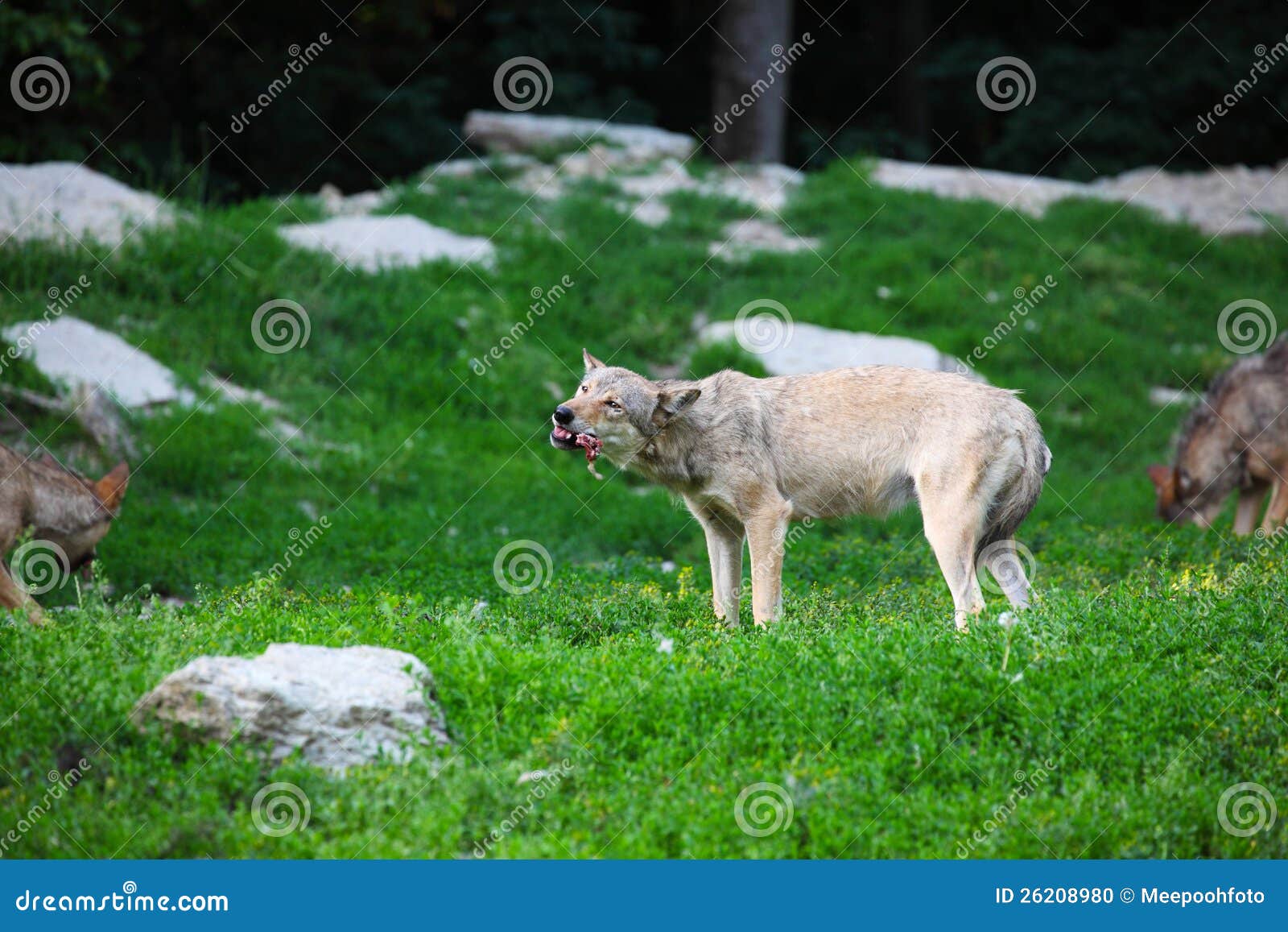 Pack of Wolves Feeding on Carcass in Natural Stock Photo - Image of ...