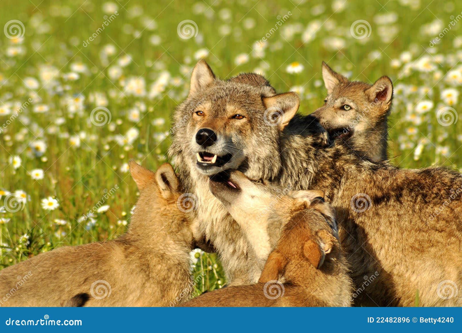 Pack of Wolves in Field of Flowers Stock Photo - Image of flowers ...