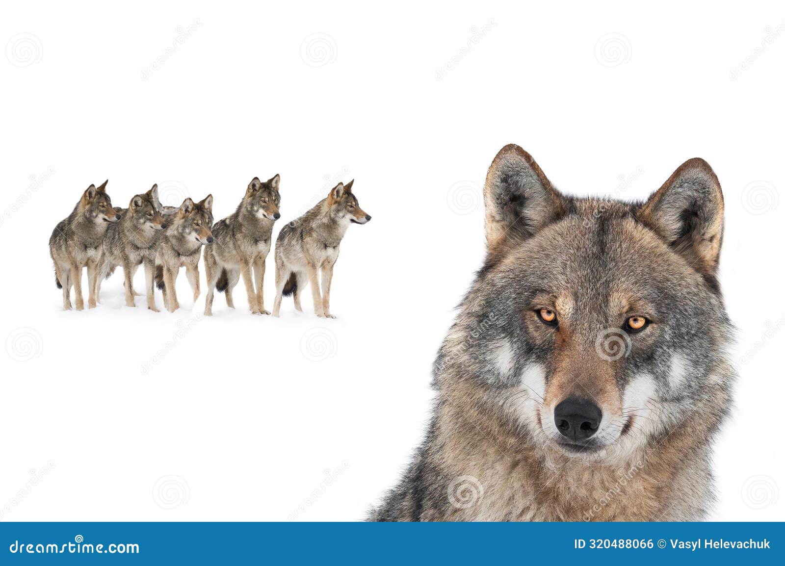 Pack of Wolves Isolated on White Background Stock Photo - Image of ...