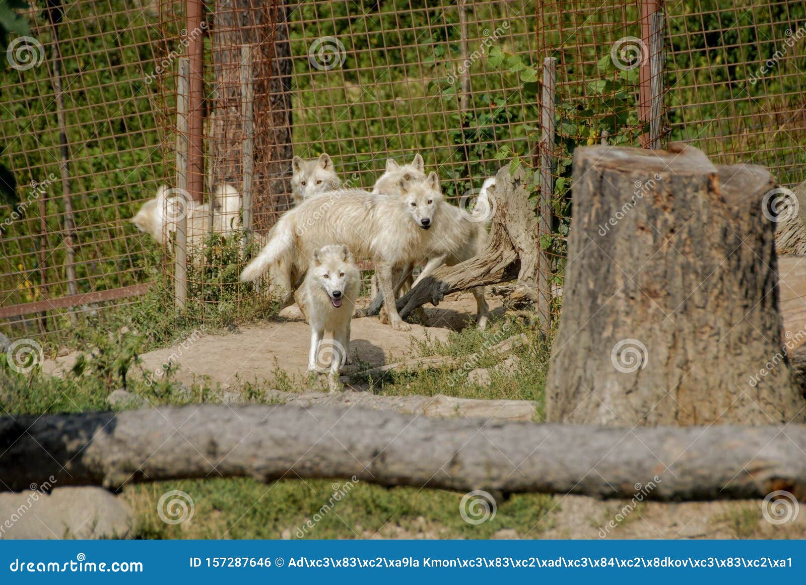 A Pack of Wolves Looking in One Direction Stock Photo - Image of ...