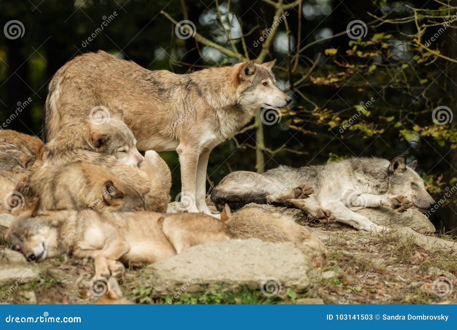 A pack of wolves stock image. Image of habitat, canis - 103141503