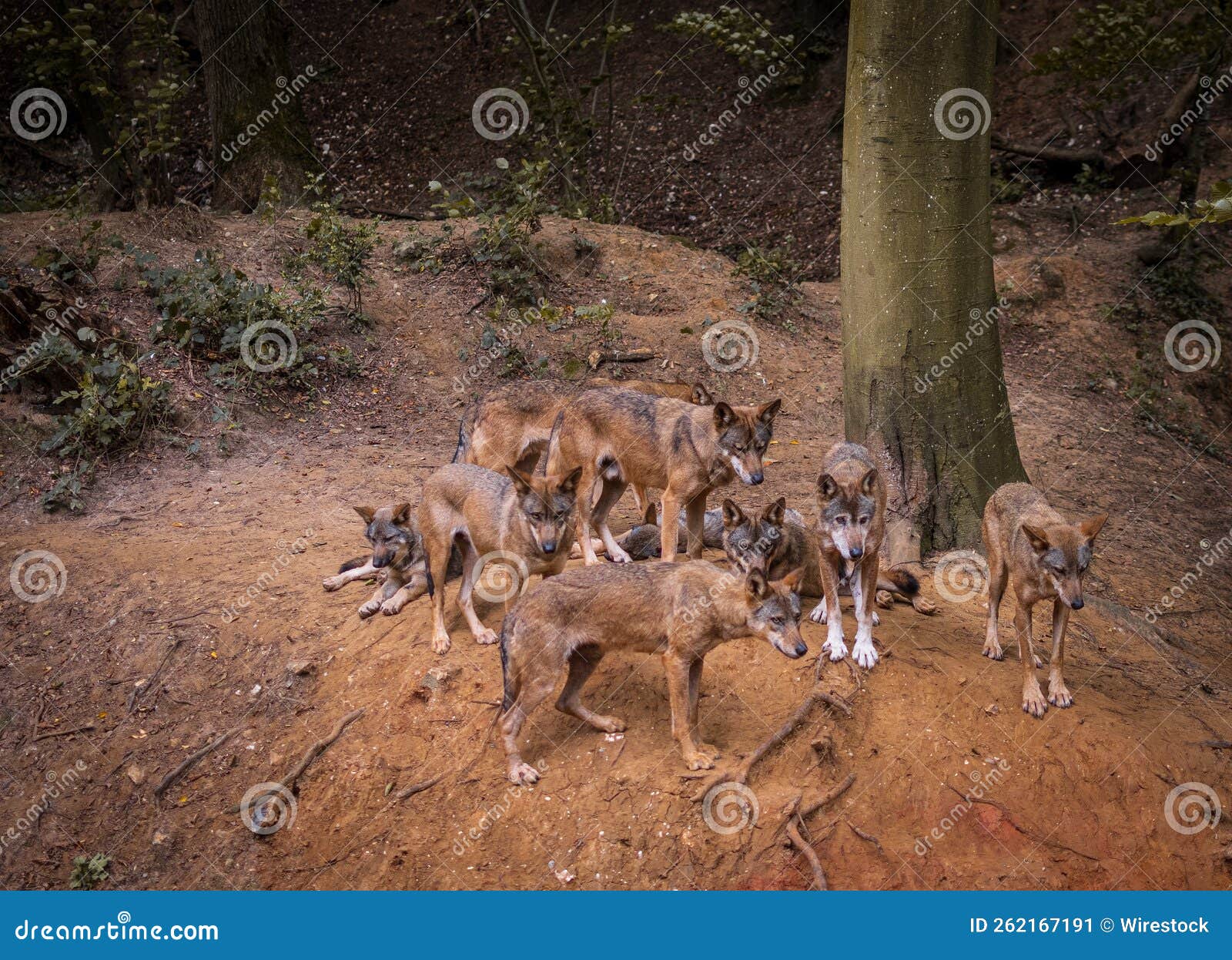 Pack of Wolves Relaxing Near a Tree Trunk in a Forest Stock Image ...